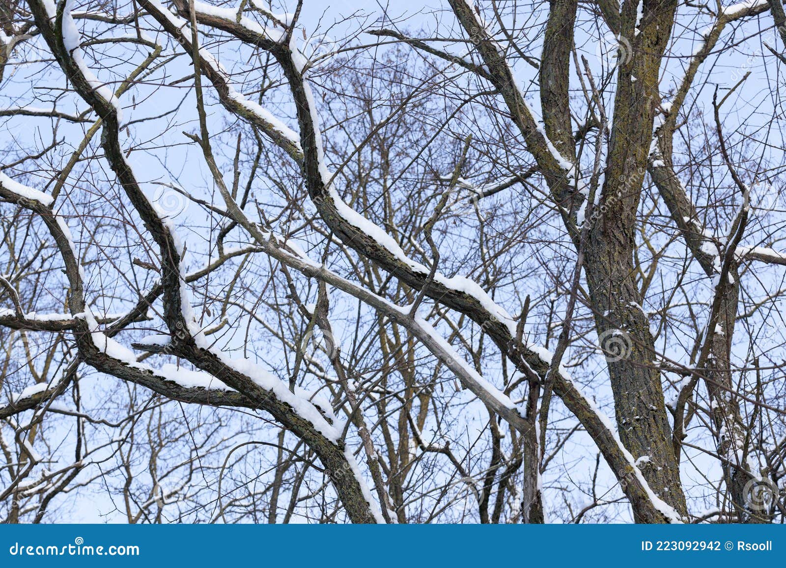 Deciduous Trees without Leaves in the Snow after Blizzards Stock Photo ...