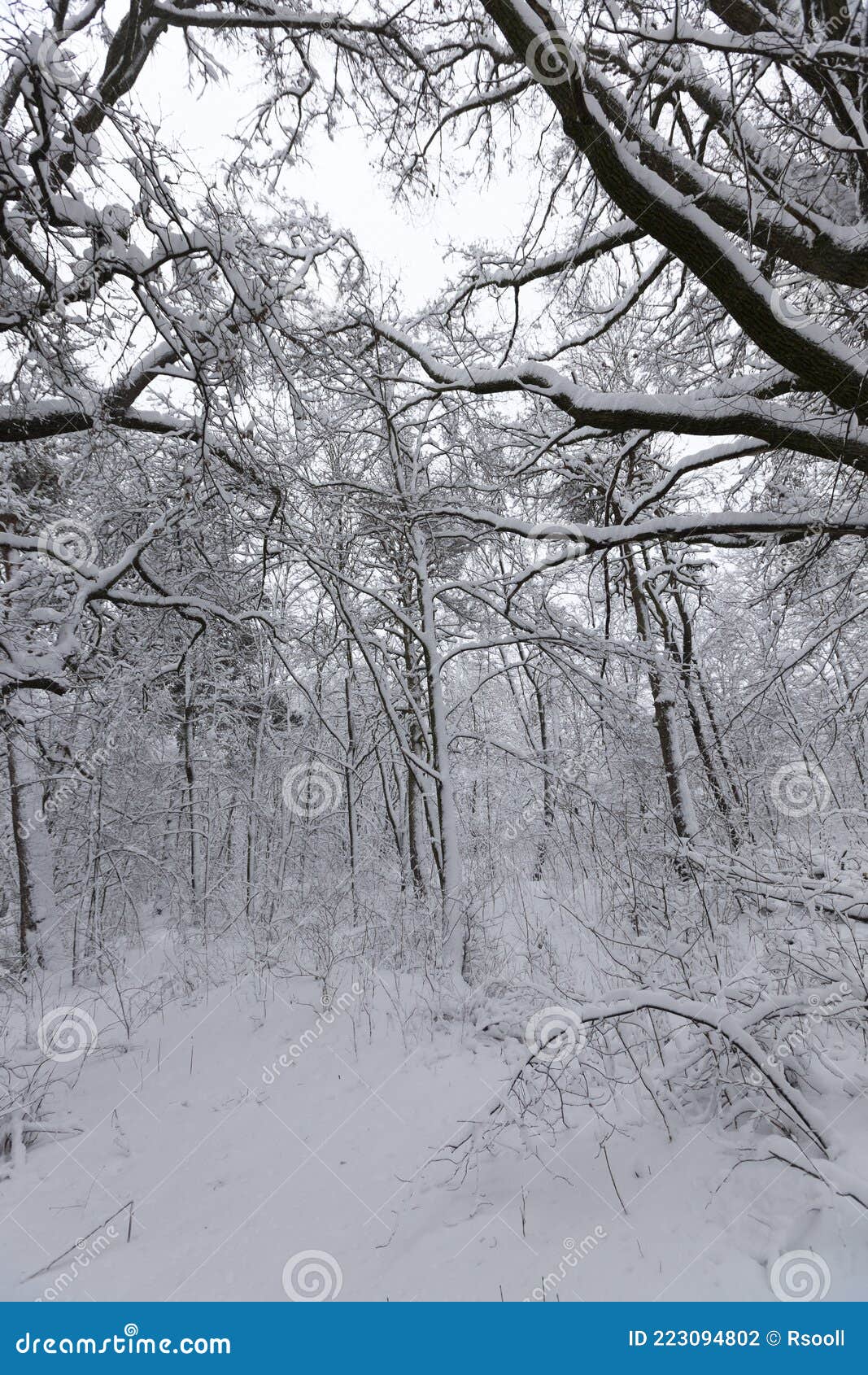 Deciduous Trees without Leaves in the Snow after Blizzards Stock Photo ...