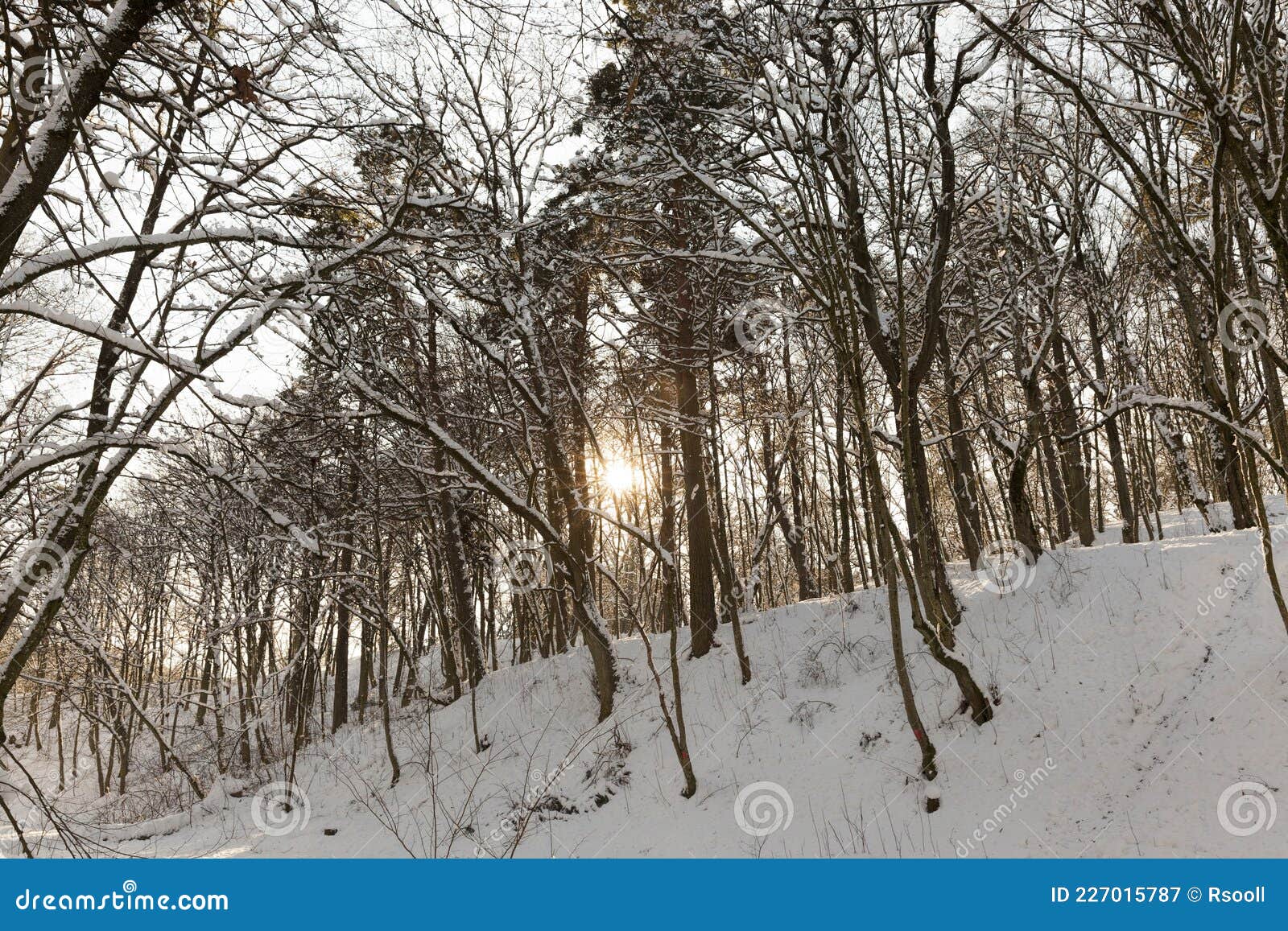 Deciduous Trees without Leaves in the Snow after Blizzards Stock Image ...