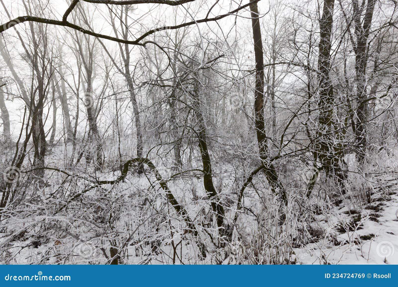 Deciduous Trees without Leaves in the Snow after Blizzards Stock Image ...