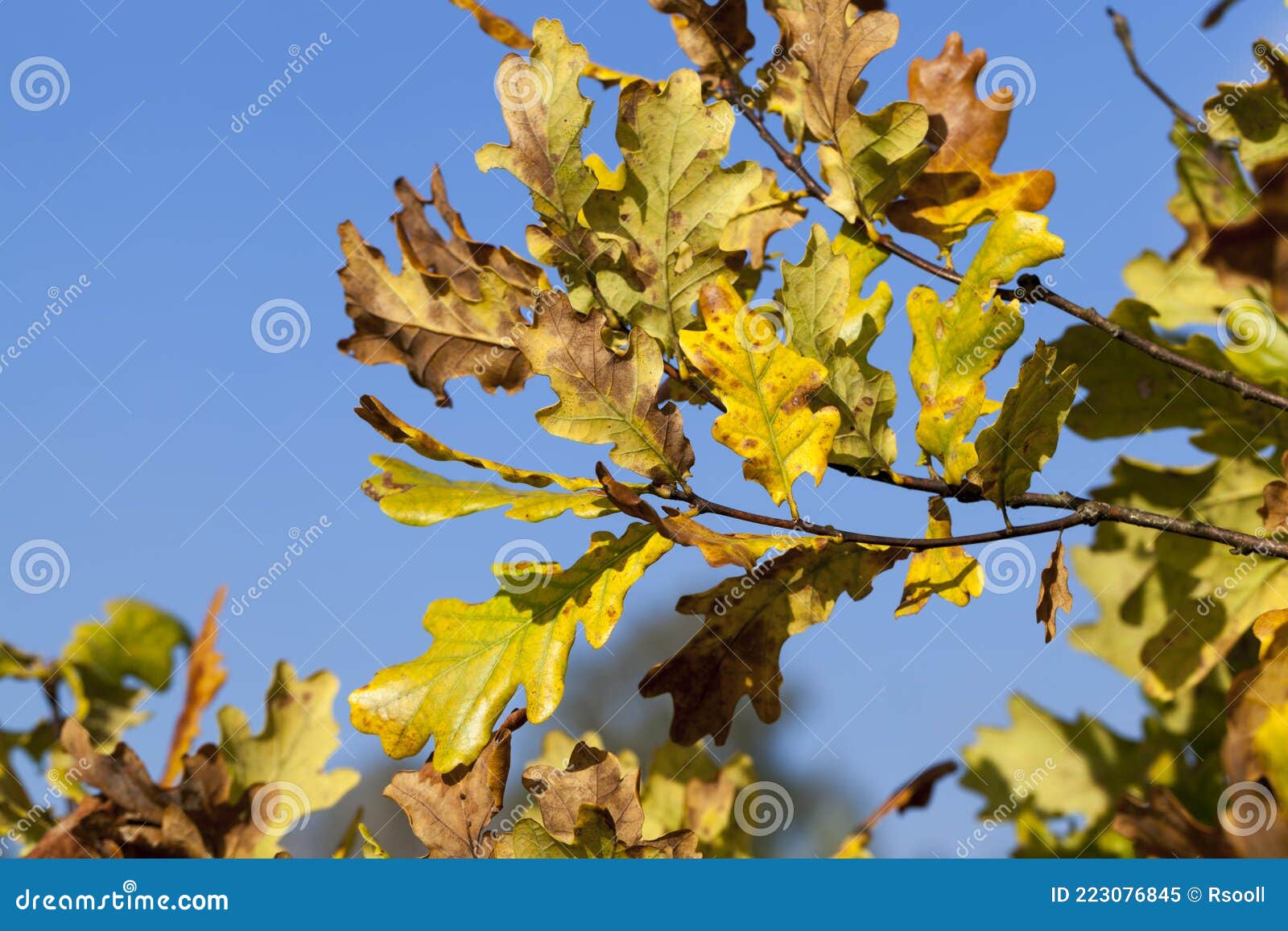 Deciduous Trees Oak in the Forest or in the Park Stock Image - Image of ...