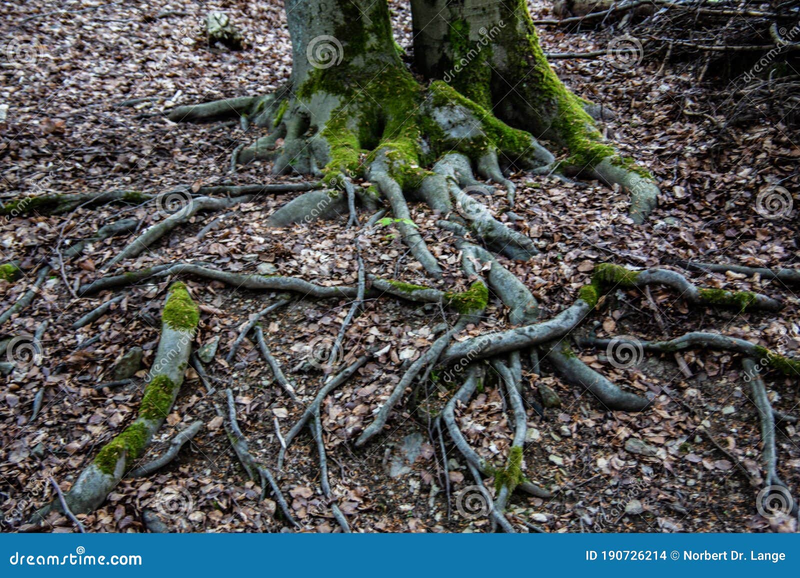Deciduous Trees with Spreading Gnarled Roots Stock Photo - Image of ...