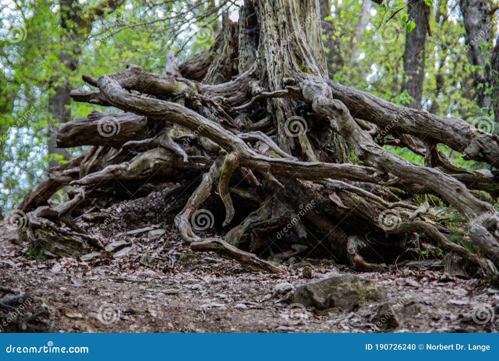 Deciduous Trees with Spreading Gnarled Roots Stock Photo - Image of ...