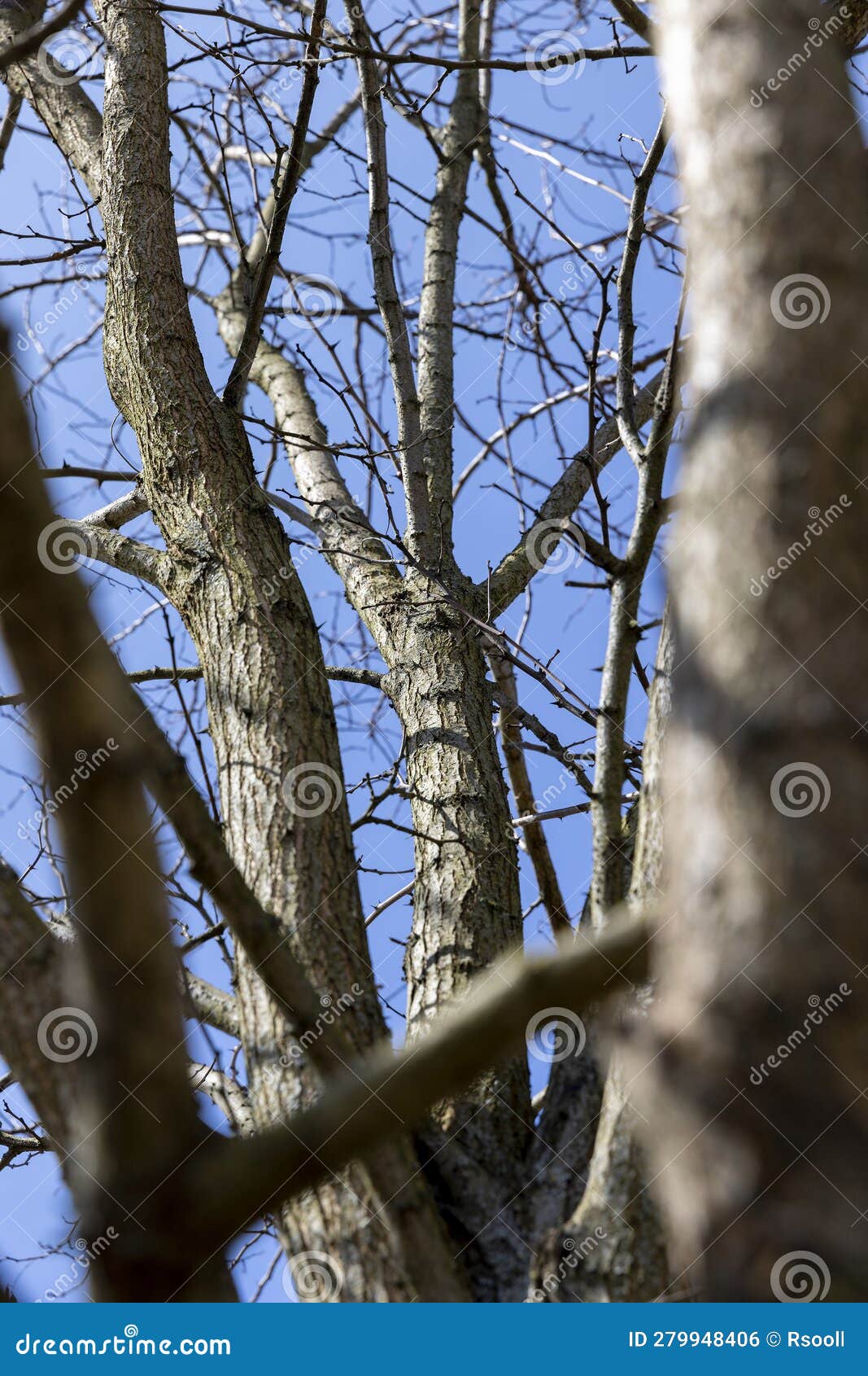 Deciduous Trees in Sunny Weather in Early Spring Stock Photo - Image of ...
