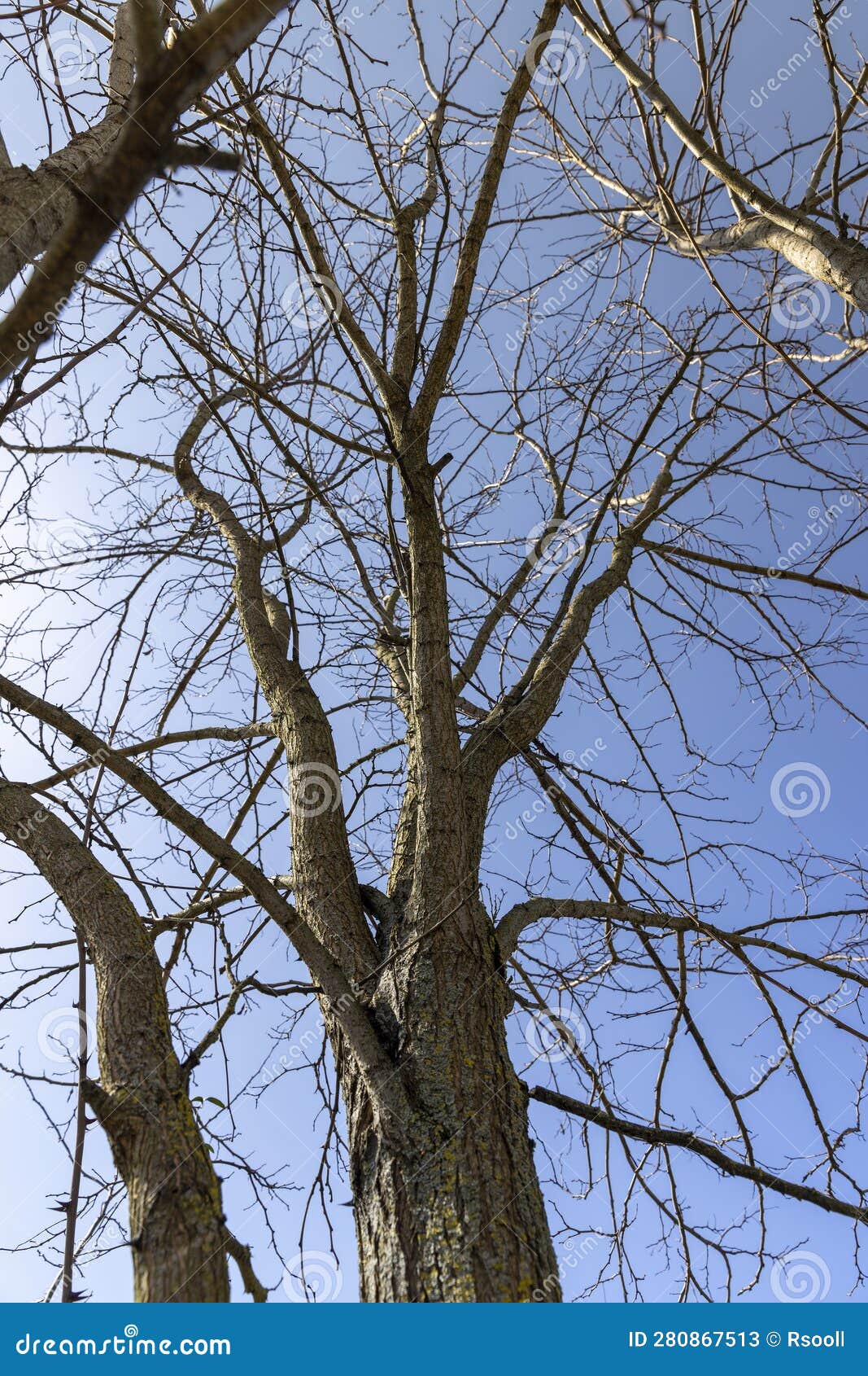 Deciduous Trees in Sunny Weather in Early Spring Stock Image - Image of ...