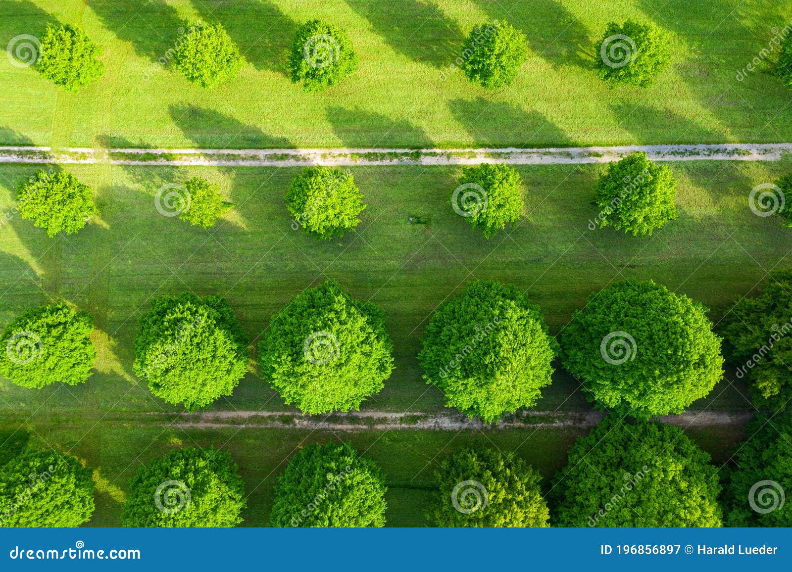 Deciduous Trees in Top View Stock Image - Image of trees, green: 196856897
