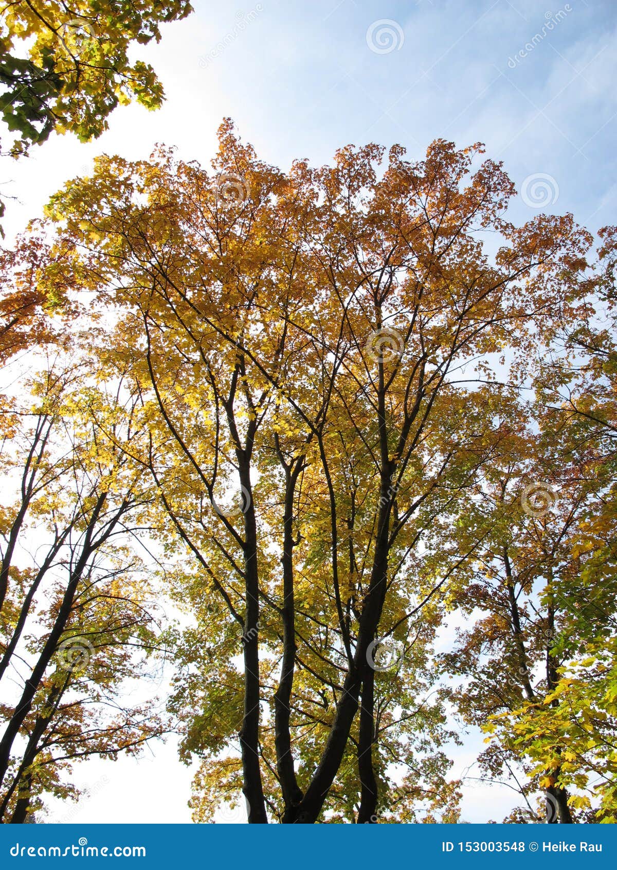 Deciduous Trees with Typical Leaf Coloring Stock Photo - Image of ...