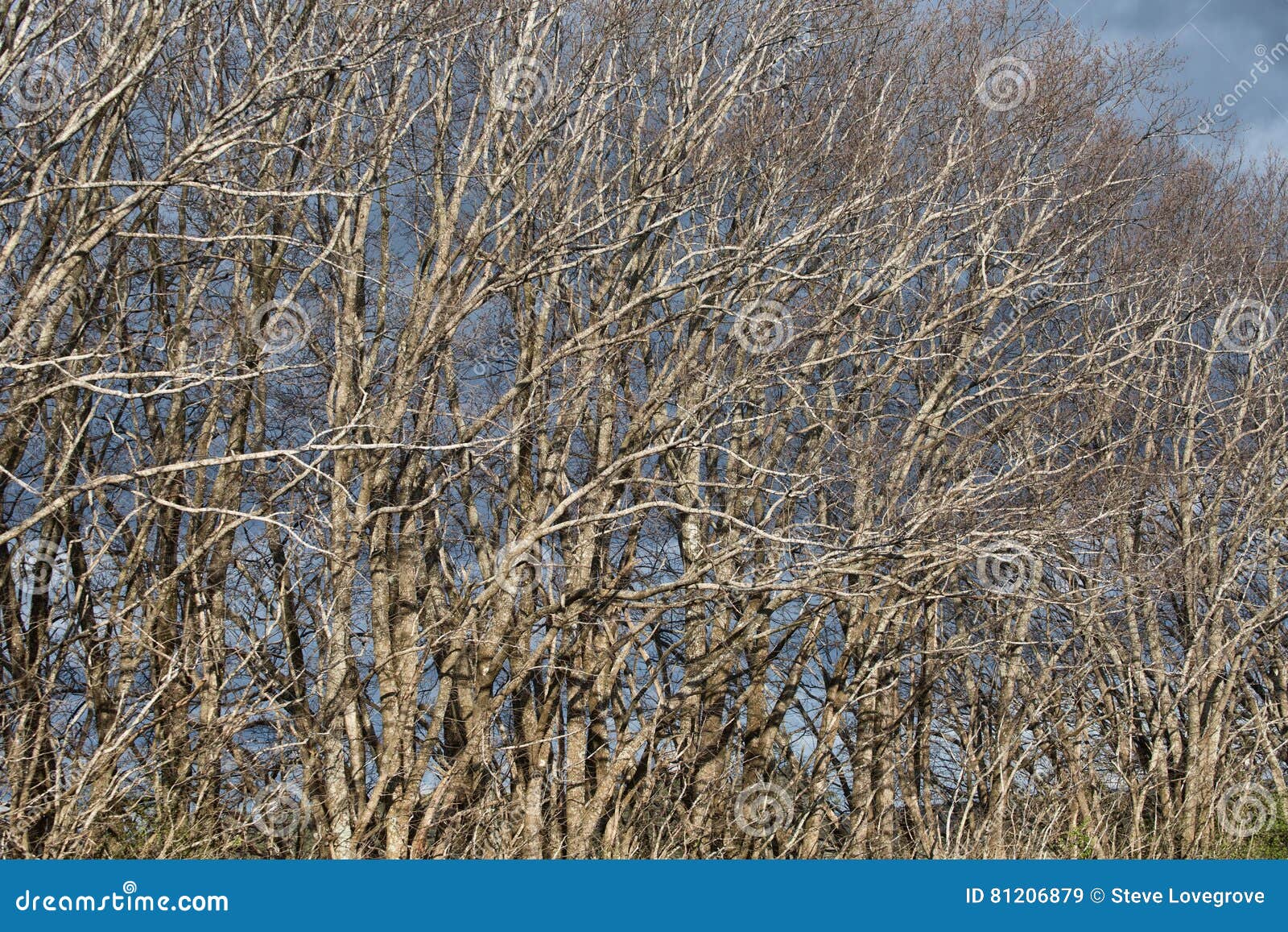 Deciduous trees in winter stock image. Image of branch - 81206879