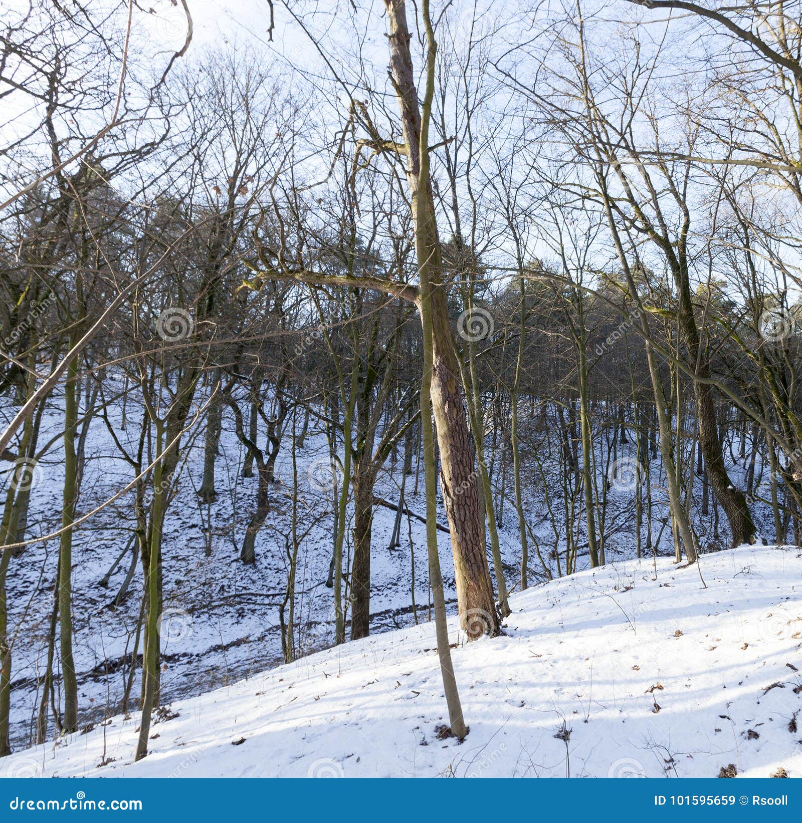 Deciduous trees in winter stock image. Image of december - 101595659