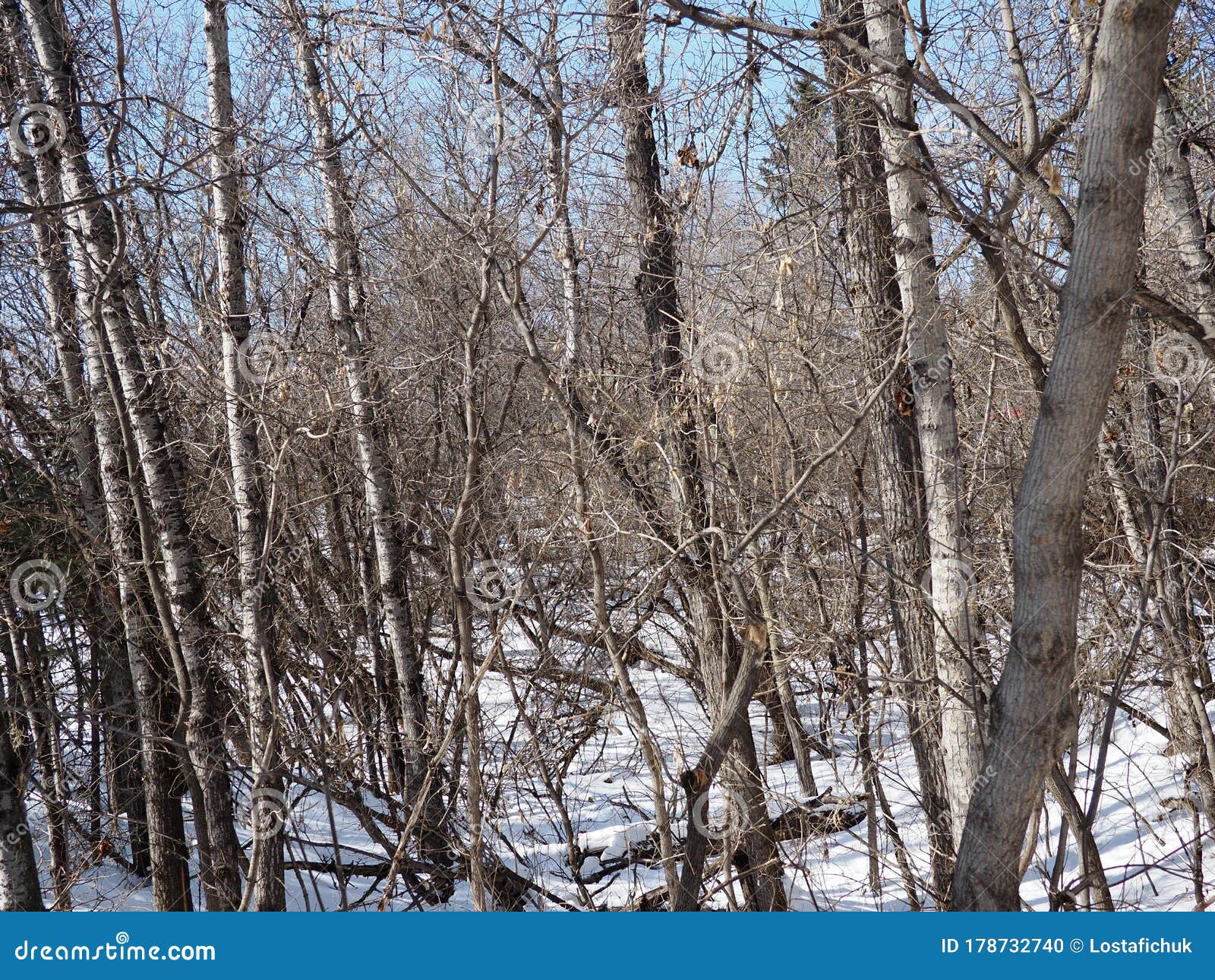 Deciduous Trees in Winter with Snow Stock Photo - Image of aspen ...