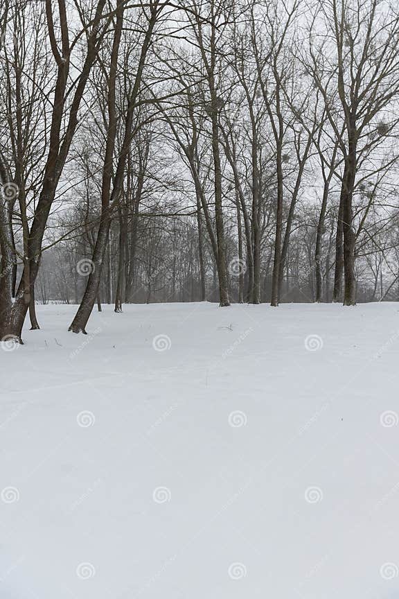 Deciduous Trees in Winter during Snowfall Stock Photo - Image of ...