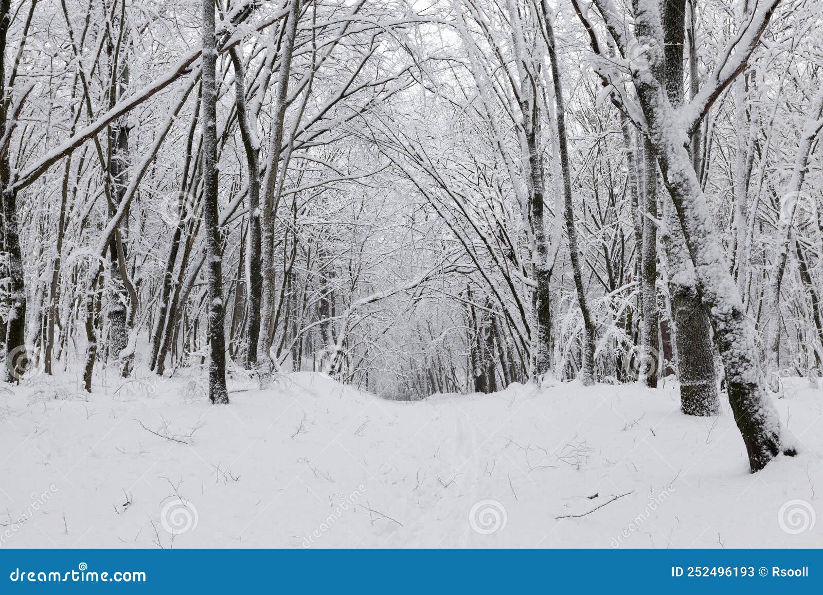 Deciduous Trees in Winter after a Snowfall Stock Image - Image of ...