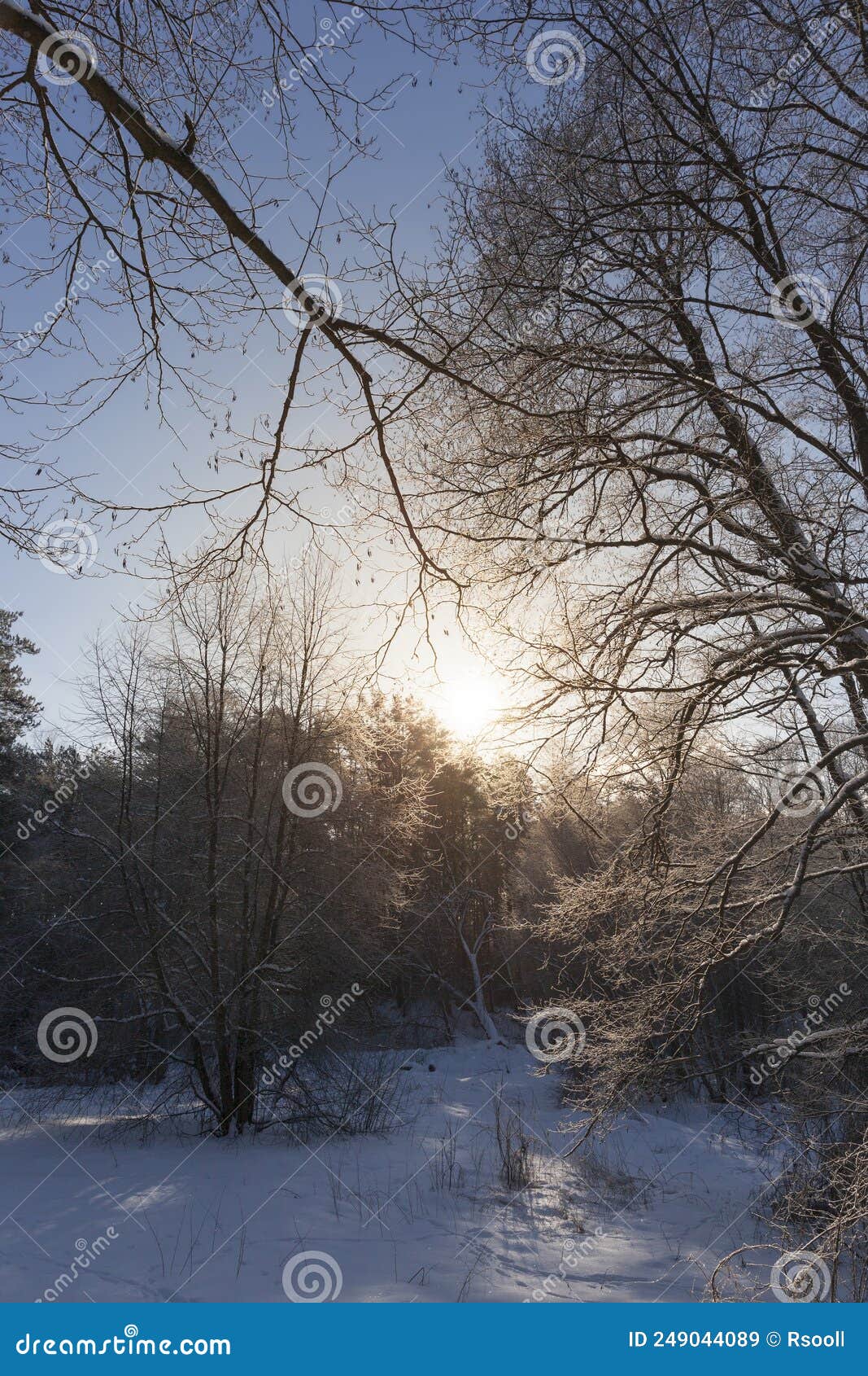 Deciduous Trees in Winter after a Snowfall Stock Image - Image of ...