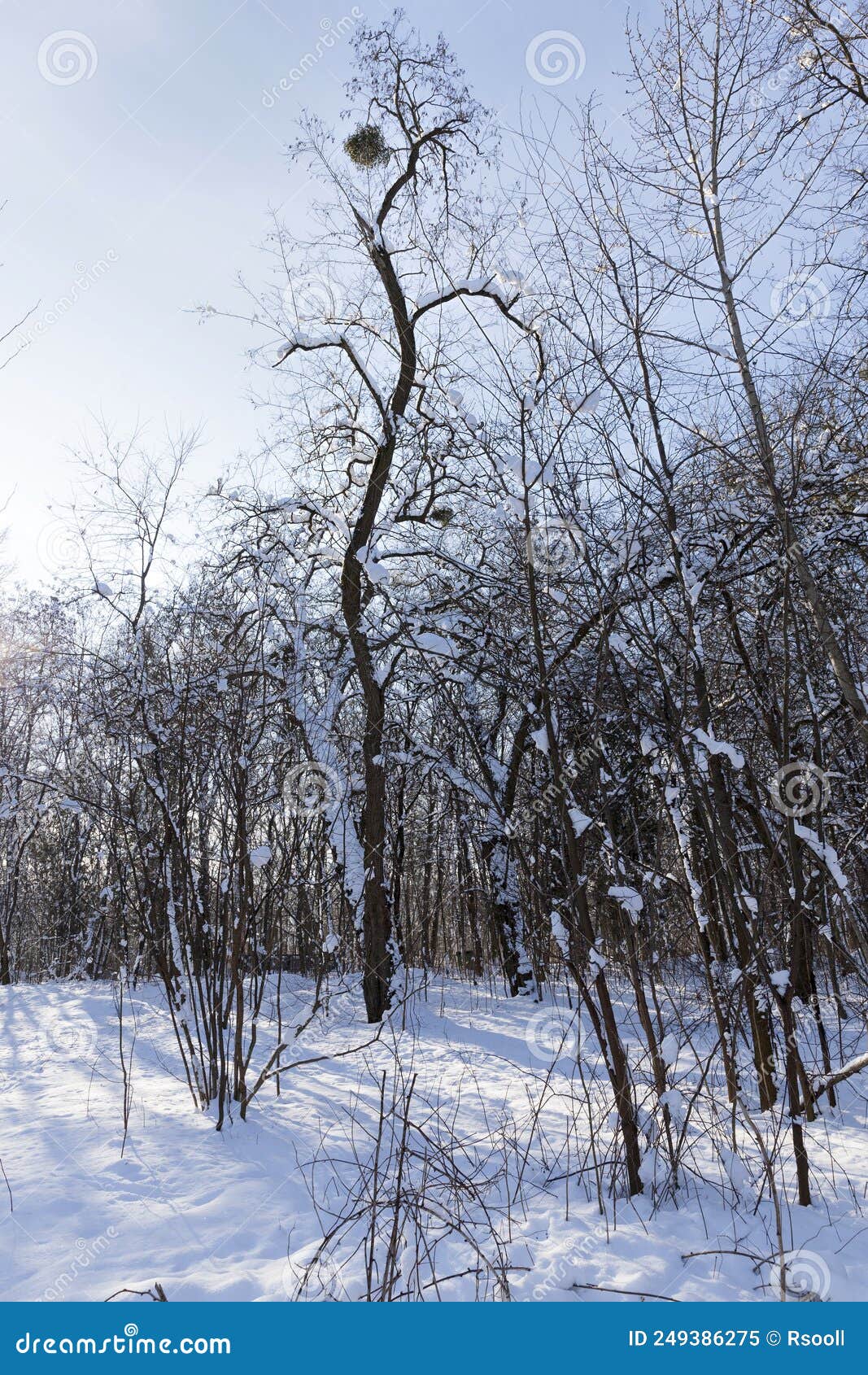 Deciduous Trees in Winter after a Snowfall Stock Image - Image of ...