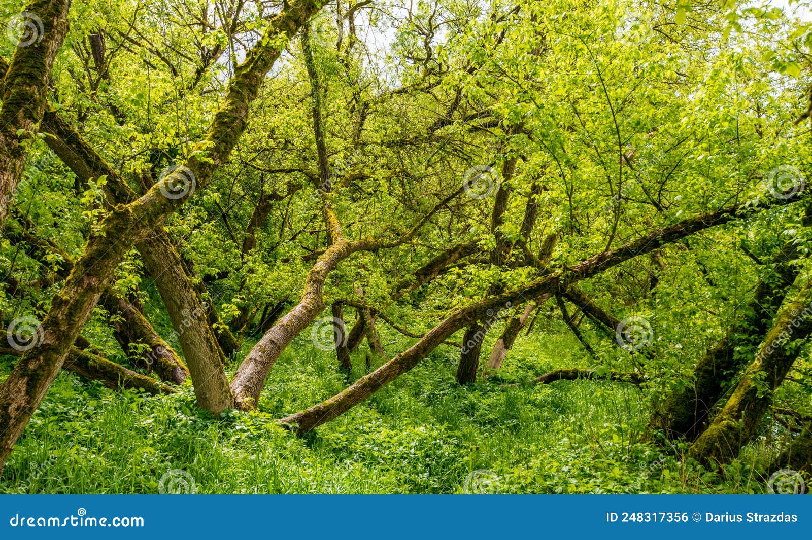 Messy Broken Tree in Green Forest Stock Photo - Image of groken, trees ...