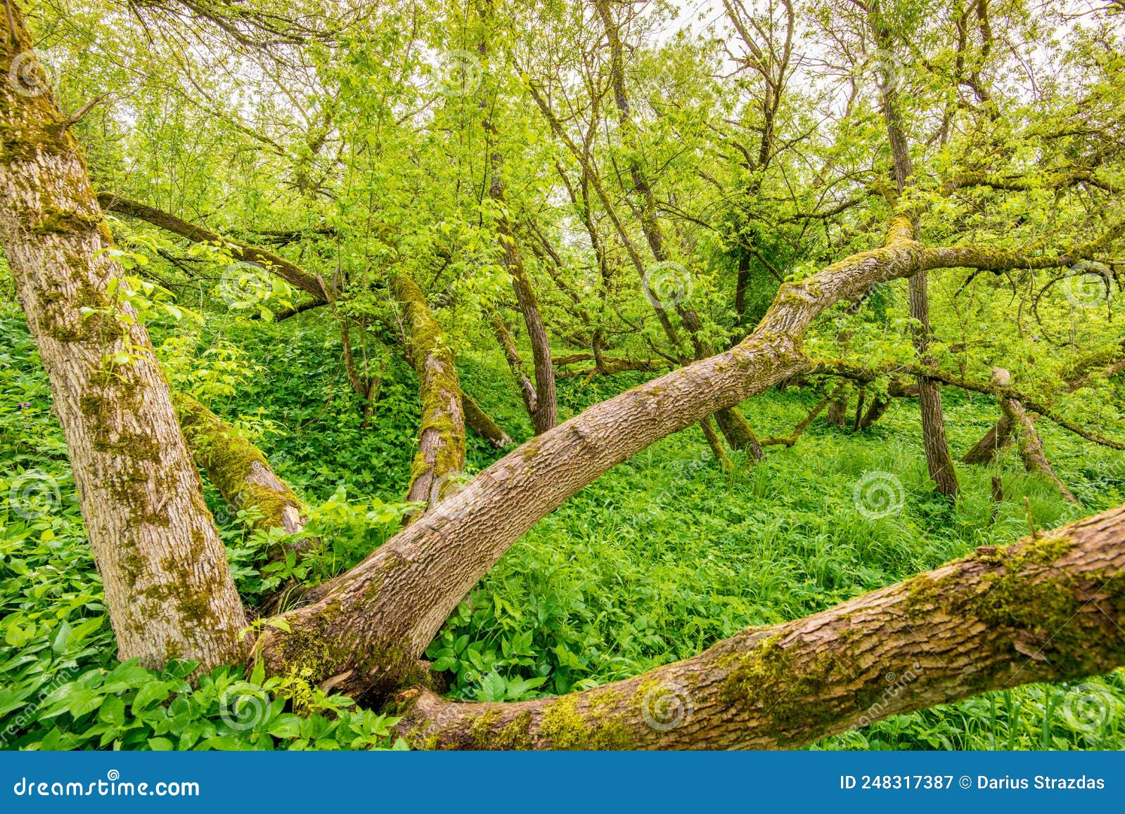 Messy Broken Trees in Green Forest Stock Image - Image of trunk ...