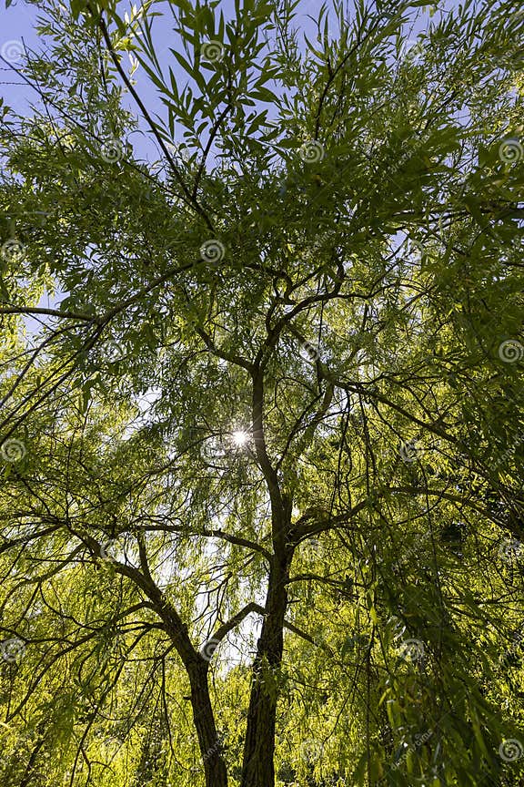 Deciduous Willow Tree in Spring Stock Photo - Image of country, plant ...