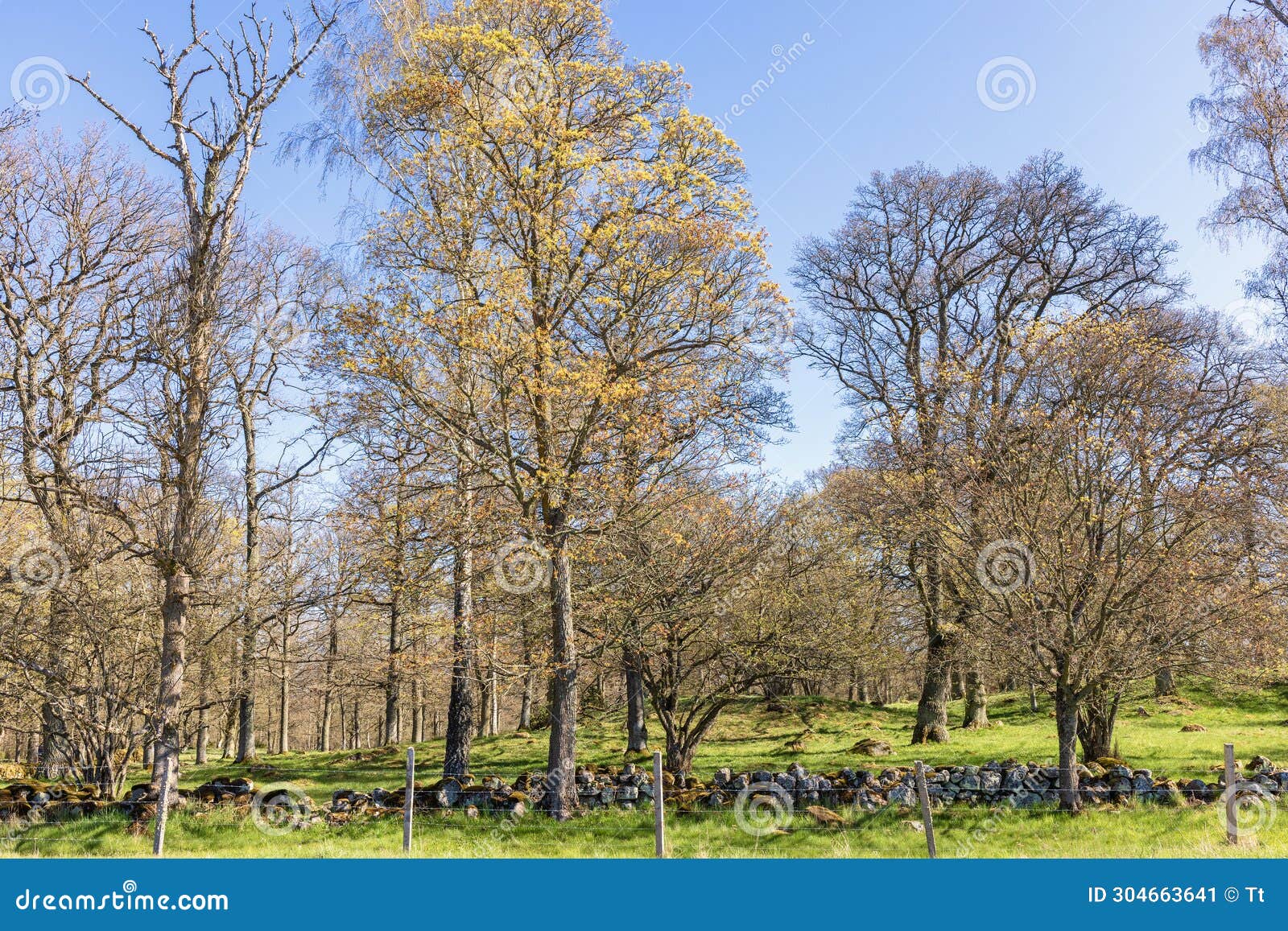 Deciduous Woodland with Budding Trees at Spring Editorial Photo - Image ...