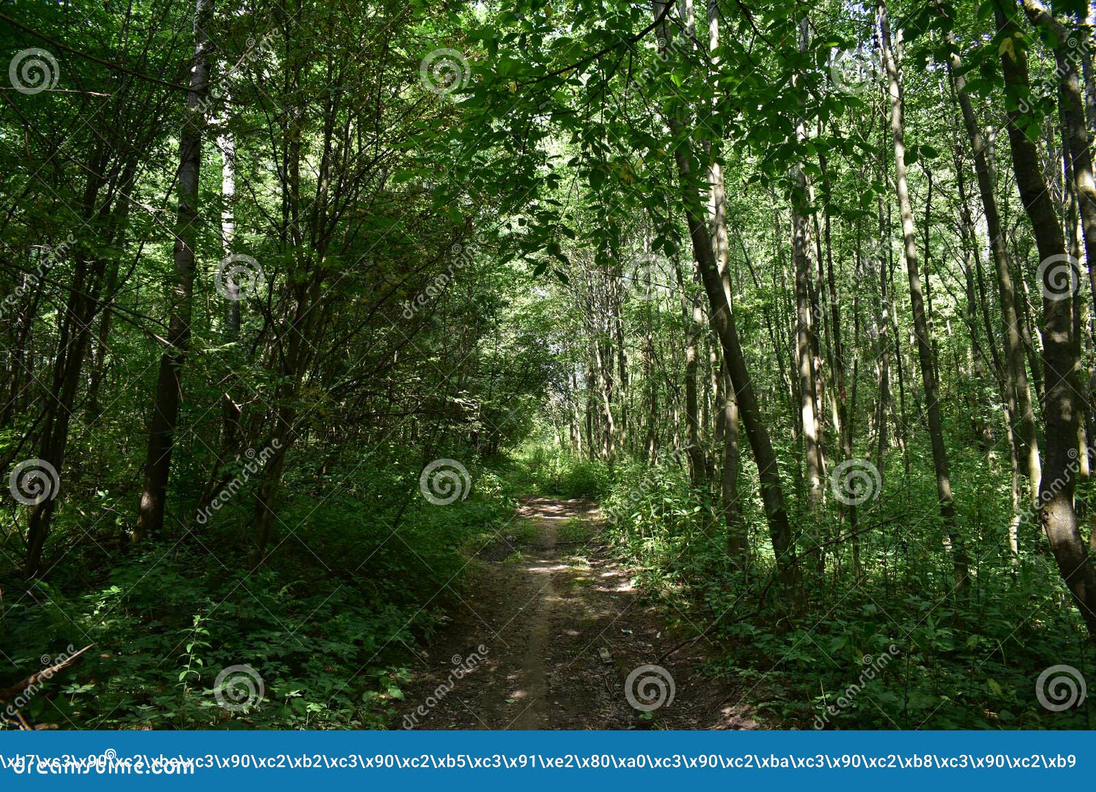 Deciduous Woodland. Path through the Forest. Green Grass Stock Image ...