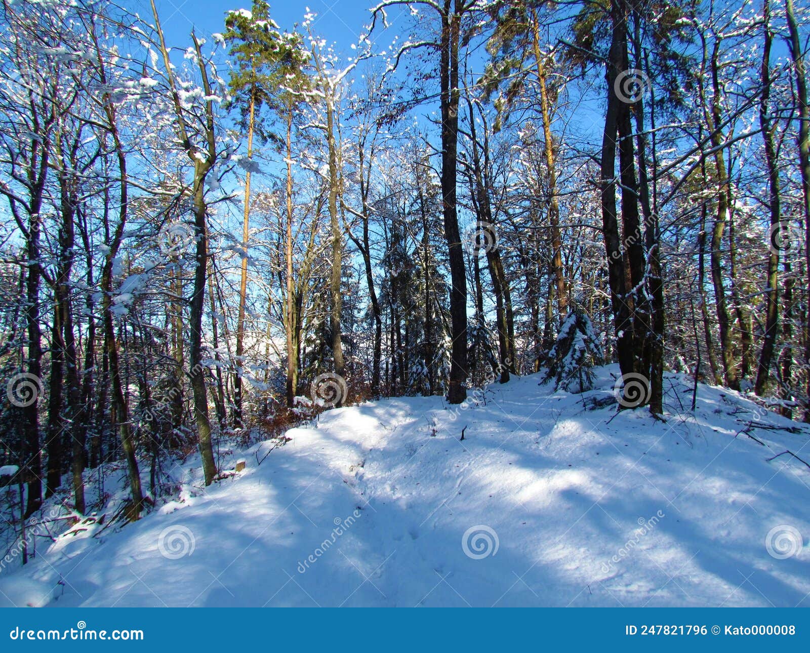 Deciduouss, Temperate, Broadleaf Forest Stock Photo - Image of ...