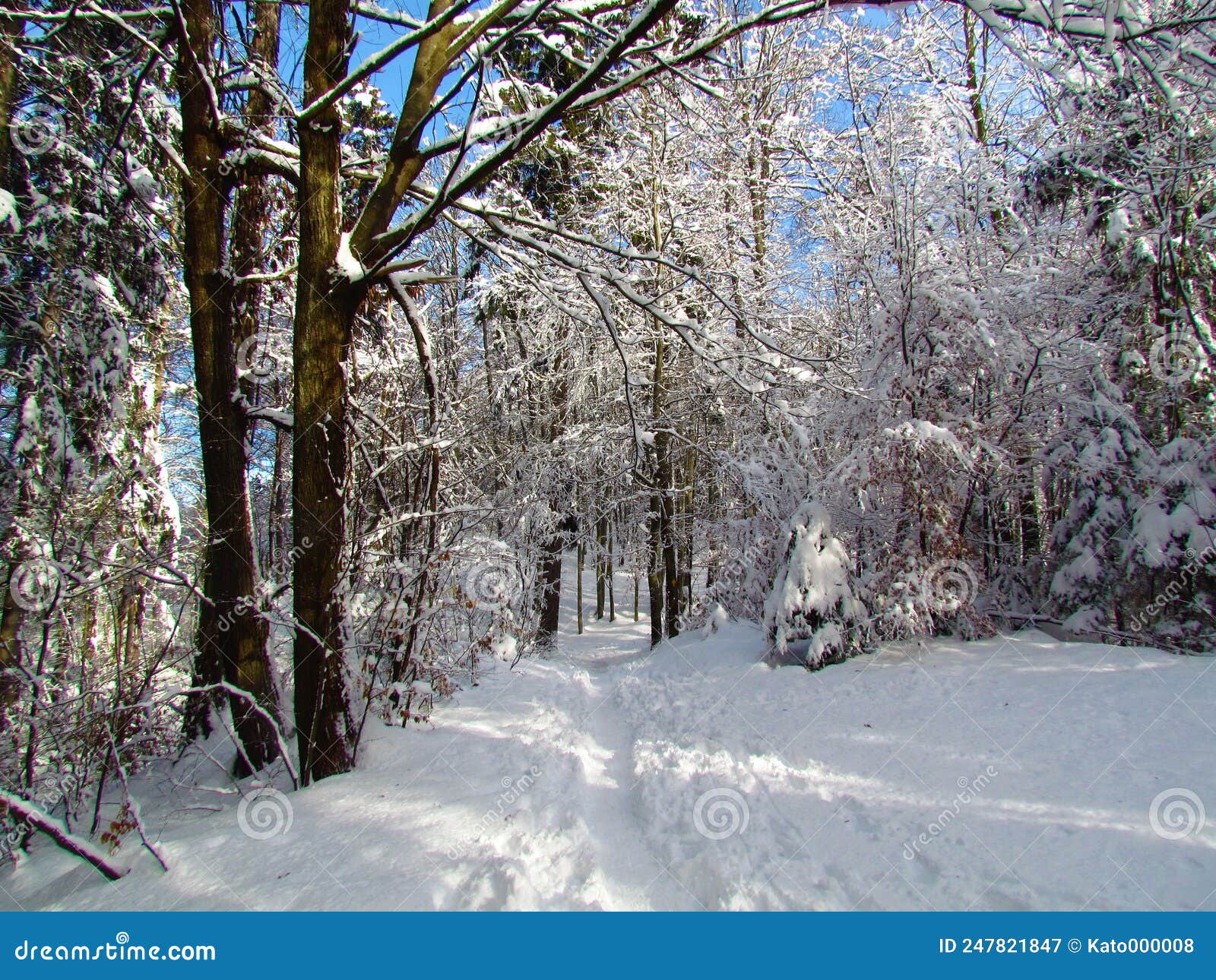 Deciduouss, Temperate, Broadleaf Forest Stock Image - Image of scene ...