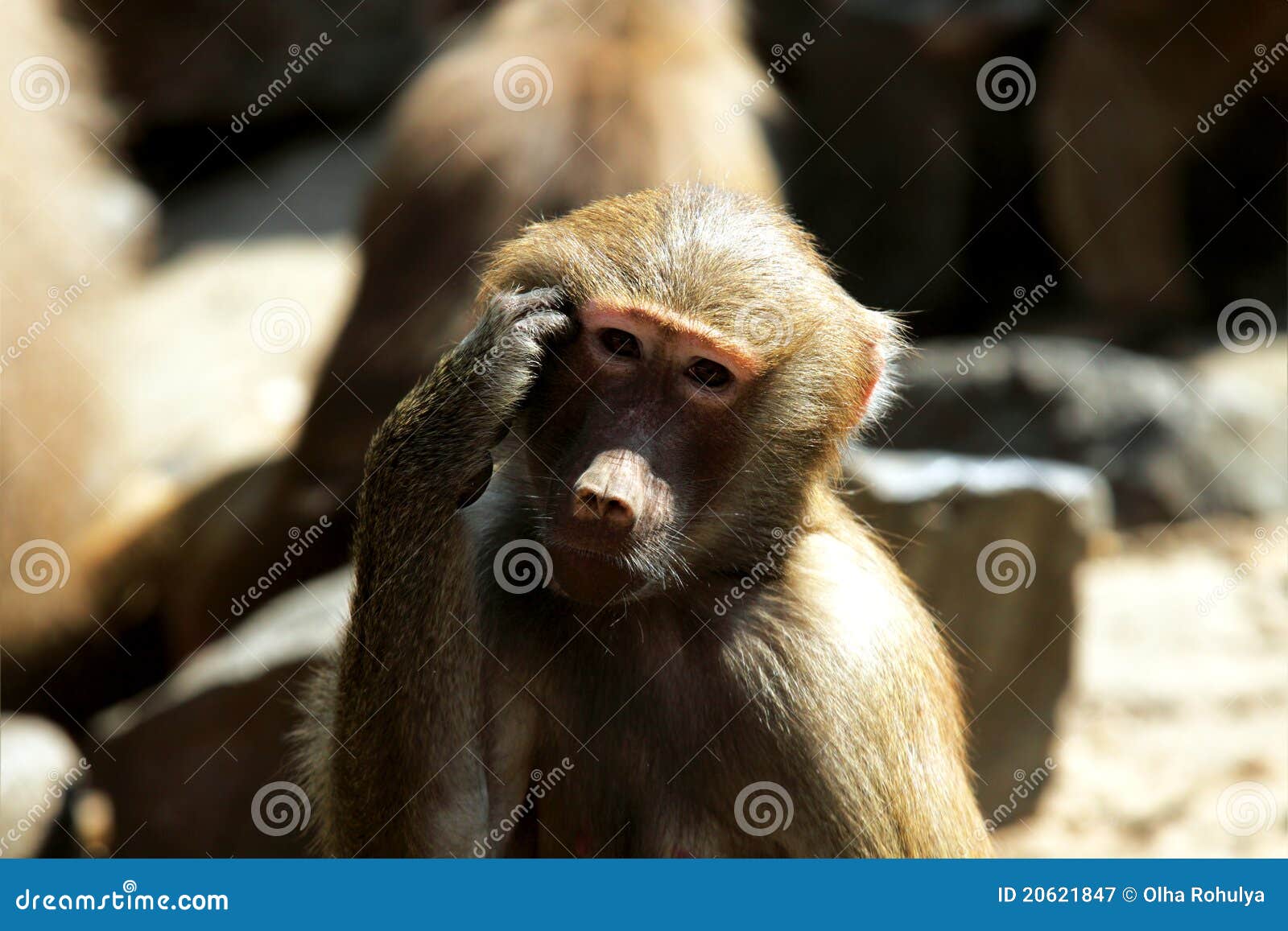 Decision stock image. Image of monkey, mammal, head, animal - 20621847