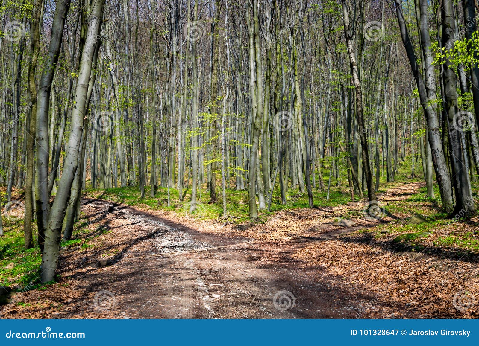 The forest crossroad stock image. Image of tree, beauty - 101328647