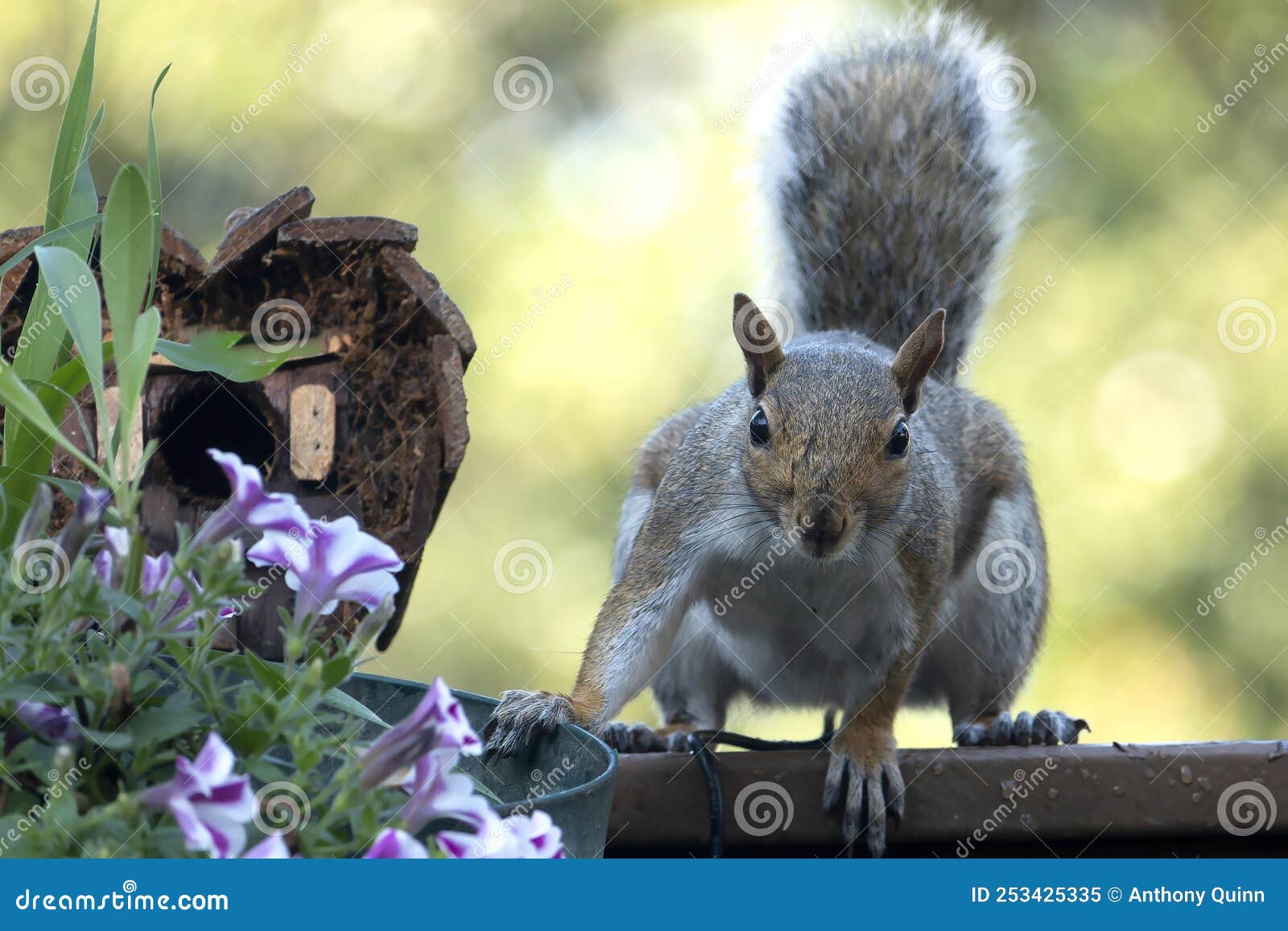 A Squirrel Poses on the Backyard Deck Stock Image - Image of rodent ...