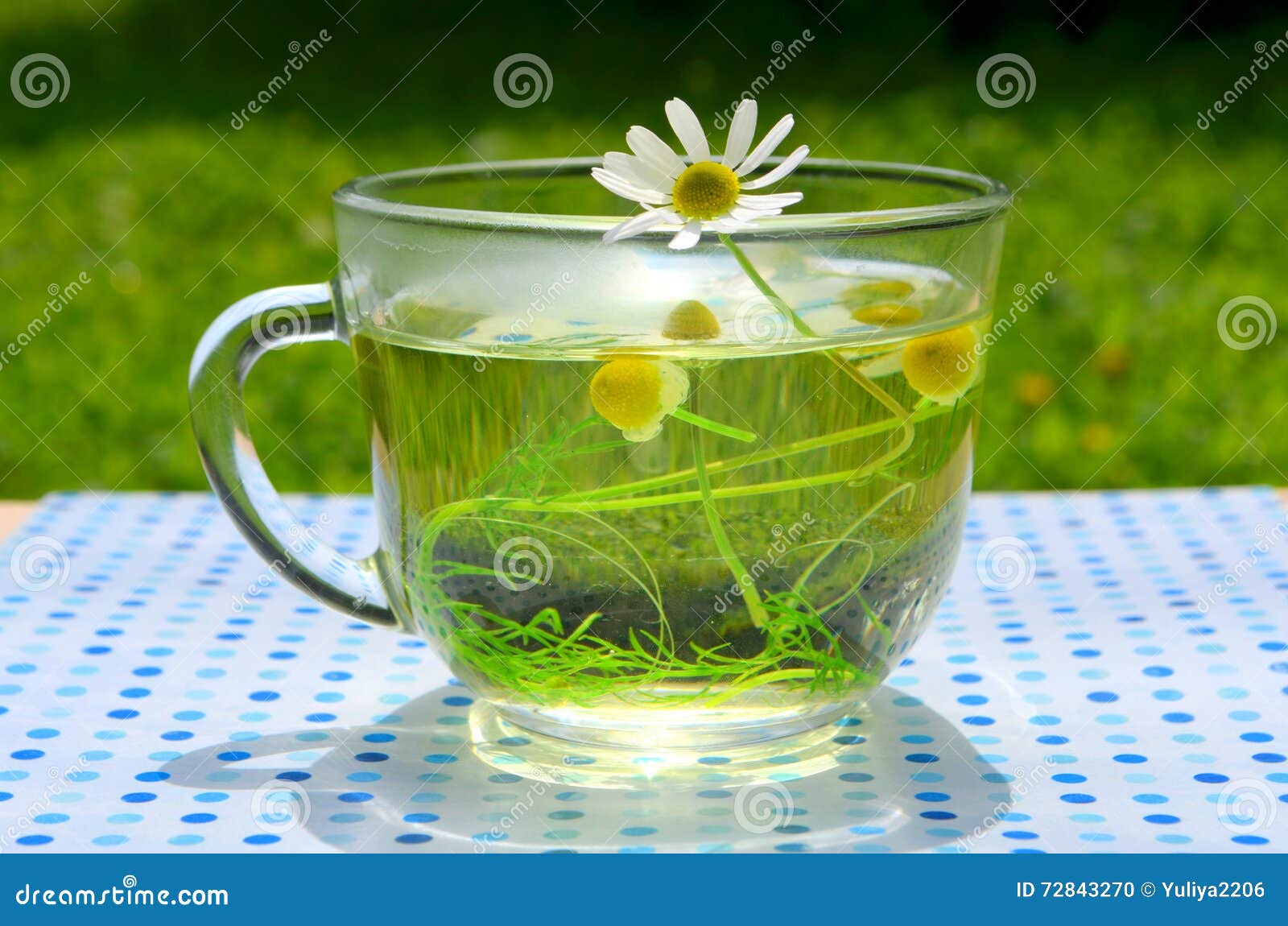 Decoction with the Chamomile Stock Photo - Image of flower, honeybee ...