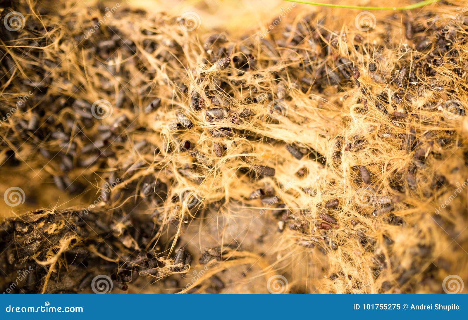 Decomposed Corpse of the Beast in Nature Stock Image - Image of ...
