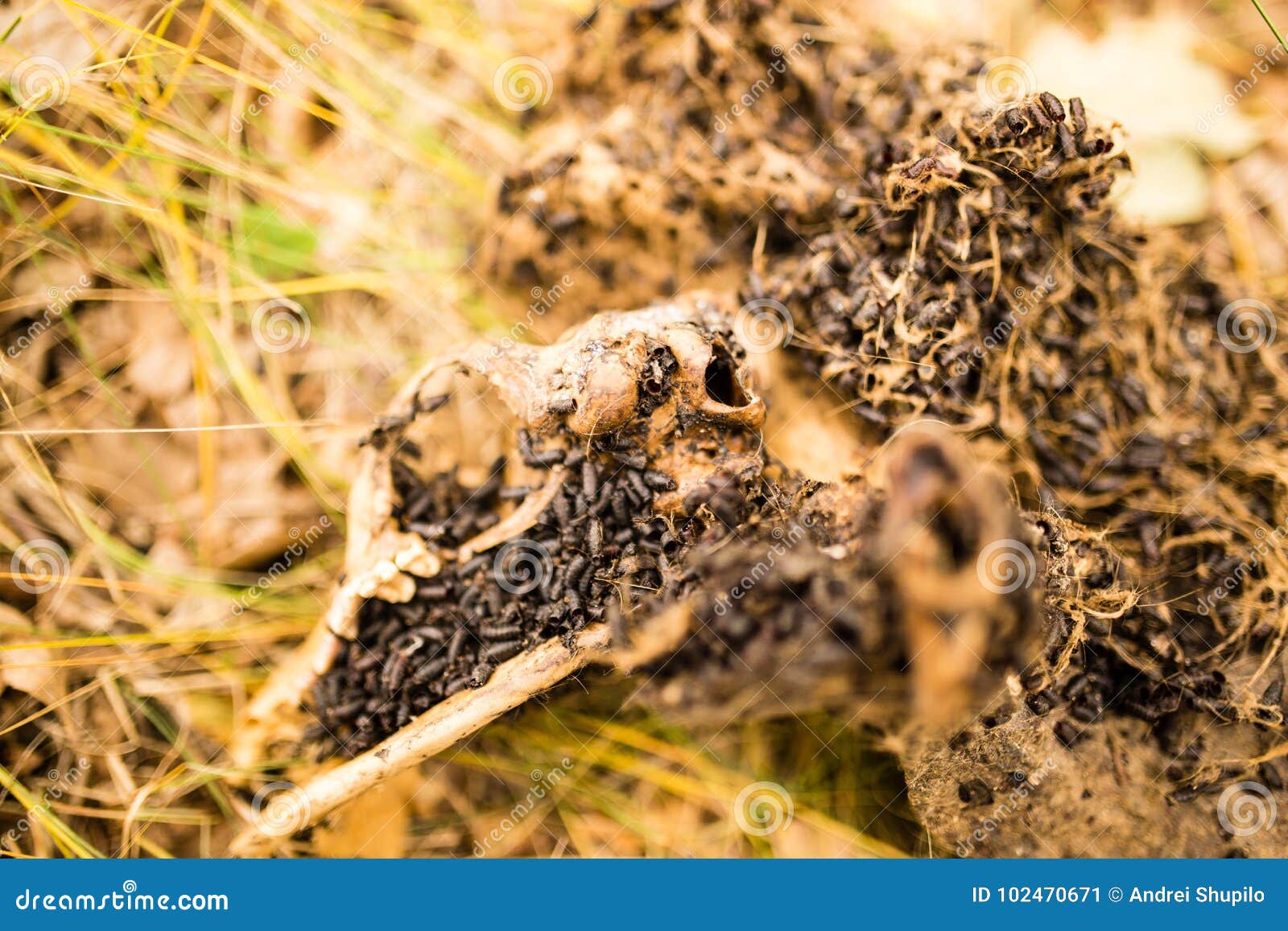 Decomposed Corpse of the Beast in Nature Stock Image - Image of skull ...