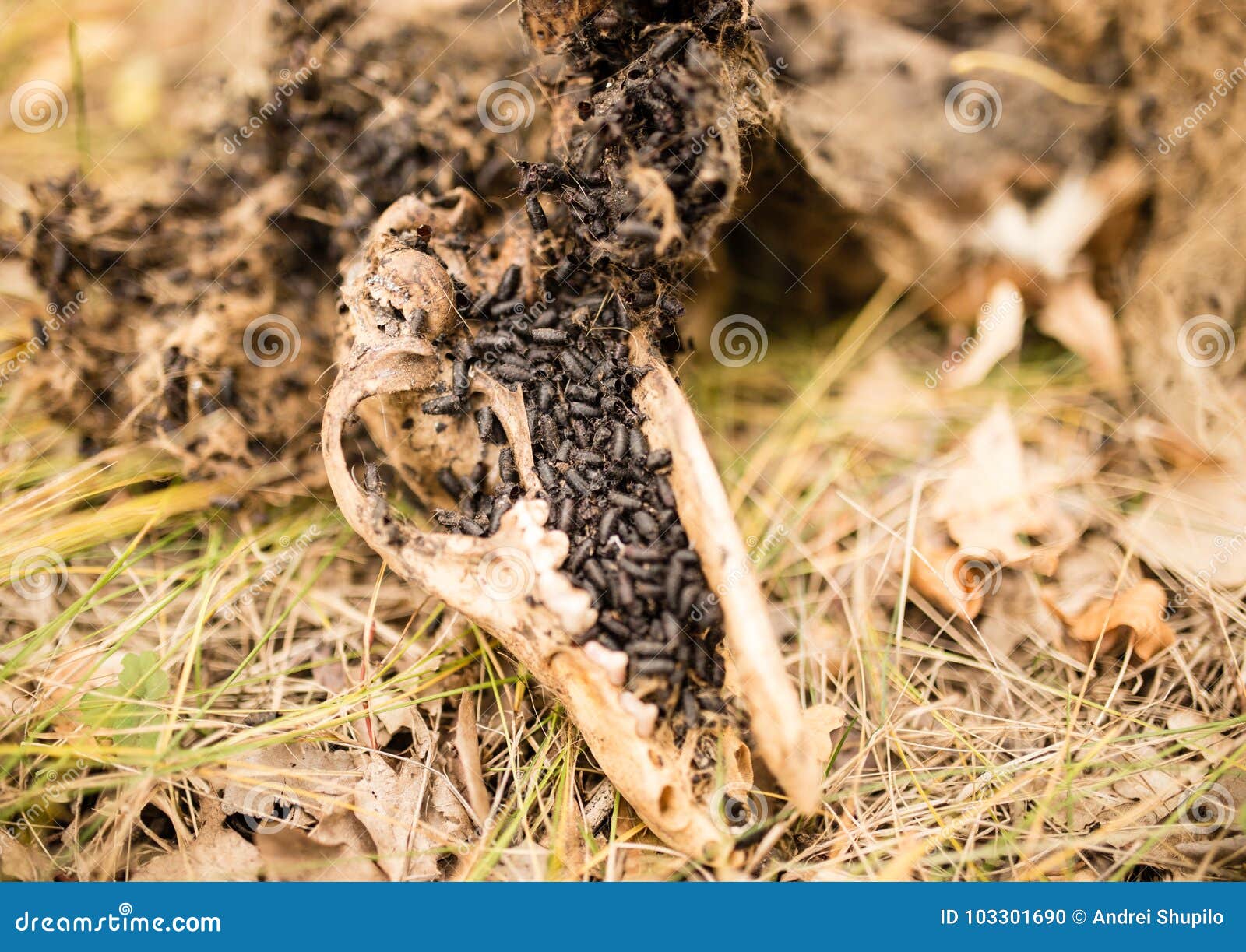 Decomposed Corpse of the Beast in Nature Stock Photo - Image of head ...