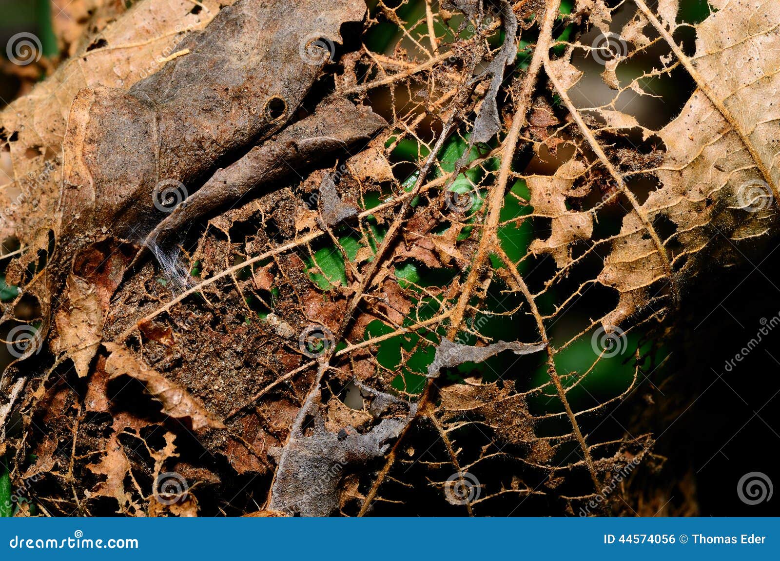 Decomposed leaf stock photo. Image of closeup, cultured - 44574056