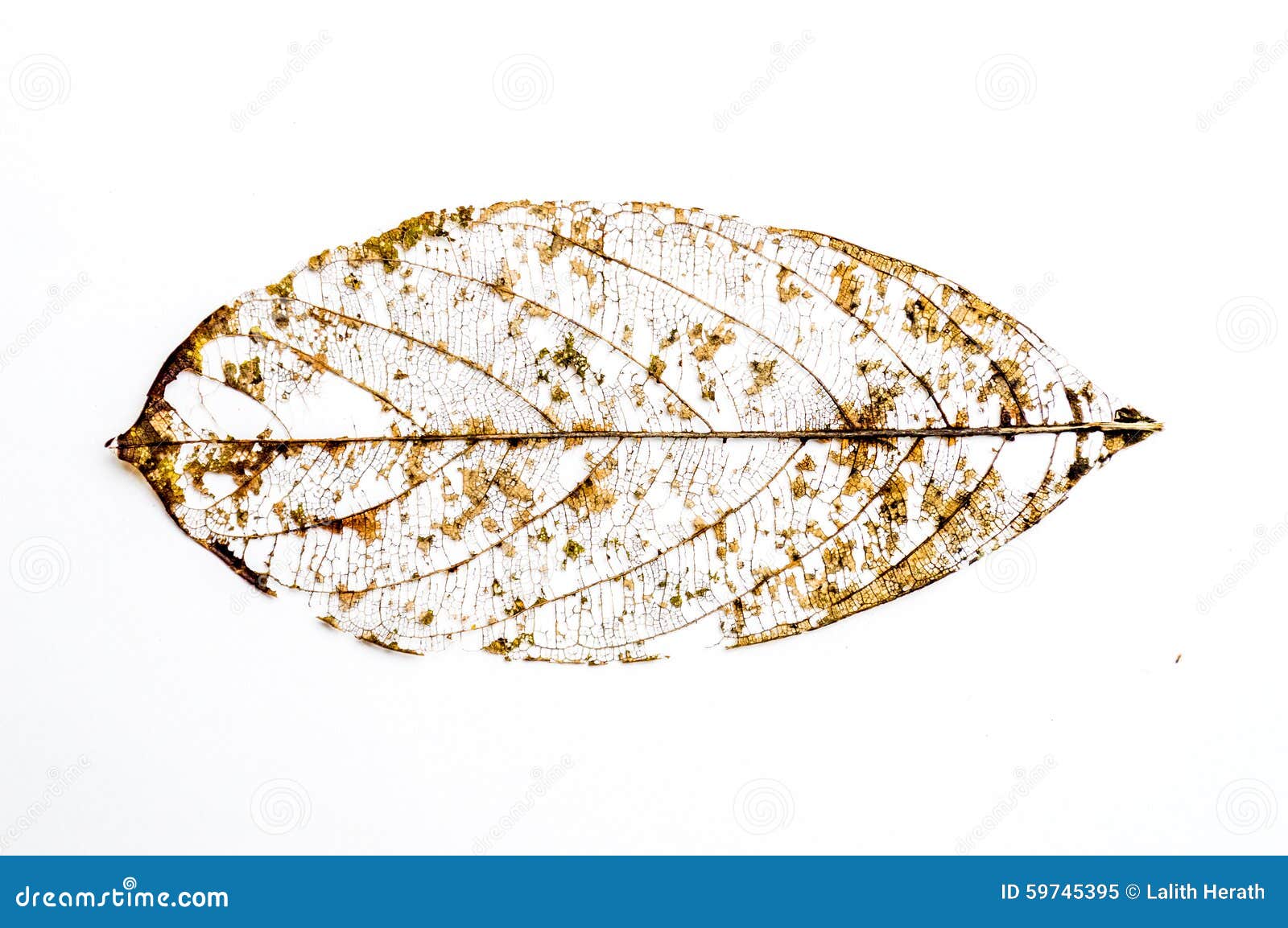 Old Decomposed Leaf With Ribs And Veins Royalty-Free Stock Photo ...