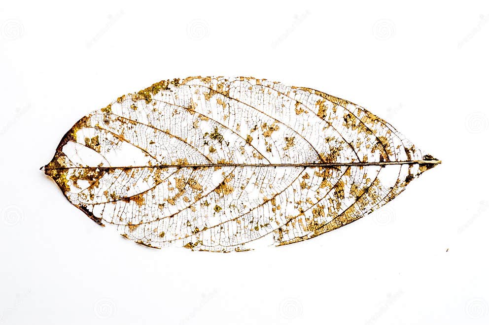Decomposed Leaf Skeleton stock image. Image of dead, brown - 59745395