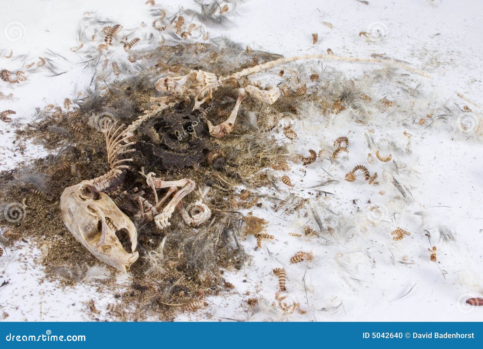 140 Mouse Die Photos - Free & Royalty-Free Stock Photos from Dreamstime