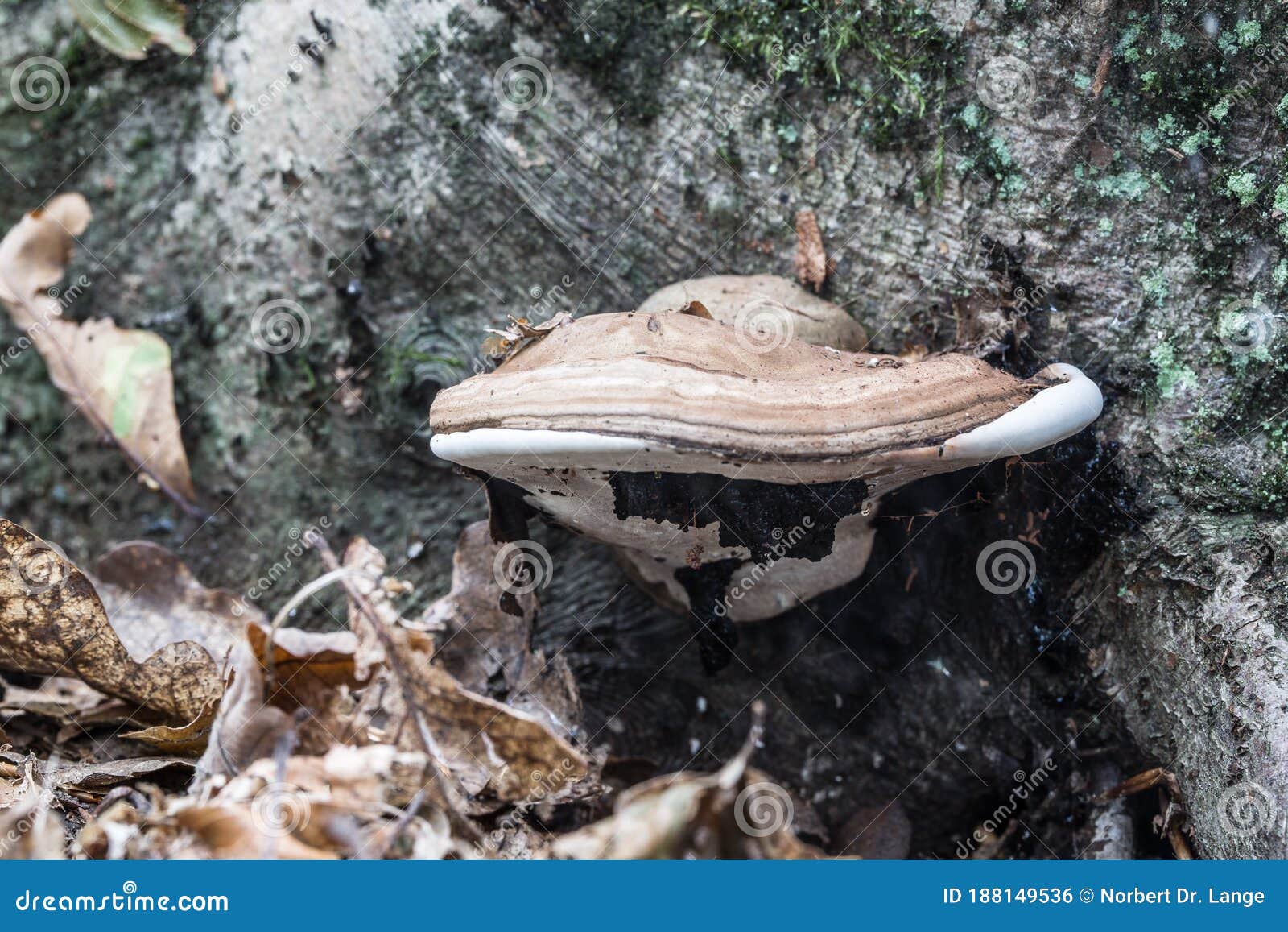 Decomposed Mushroom on Dead Tree Stock Photo - Image of sponge, root ...