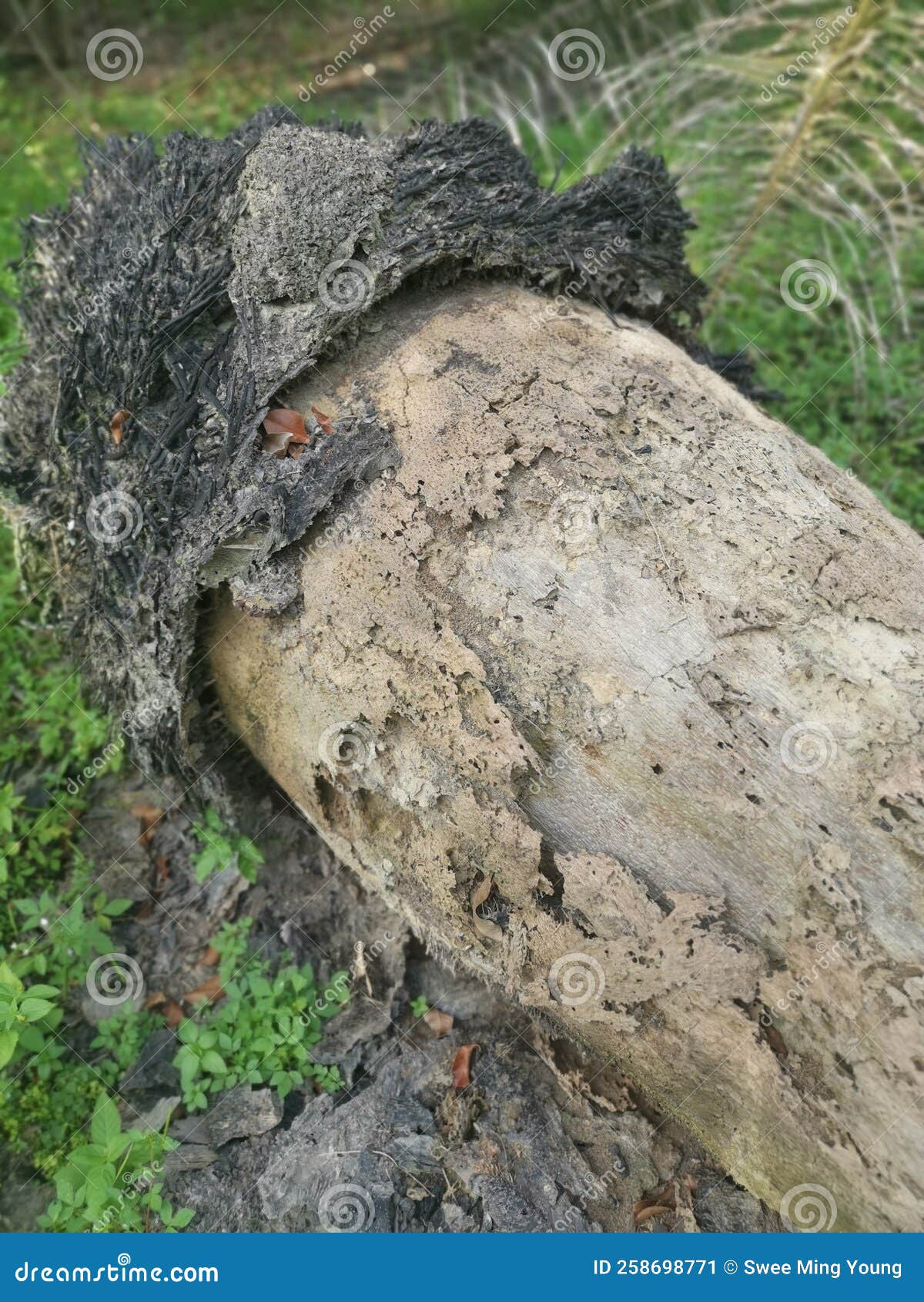 Decomposed Oil Palm Tree Trunk Lying on the Meadow Stock Image - Image ...