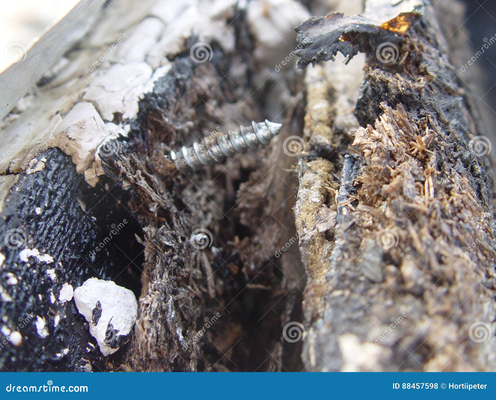 Decomposed tree stock photo. Image of fungus, abstract - 88457598