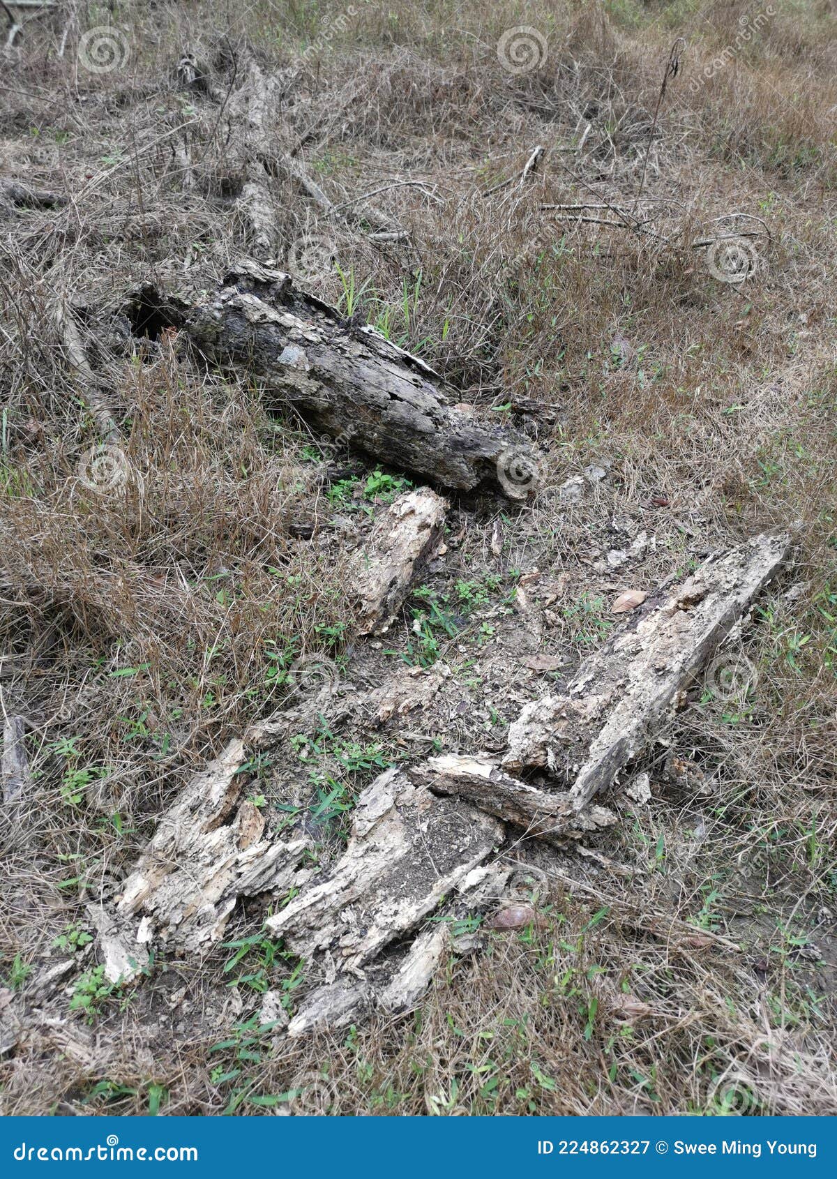 Decomposed Wood on the Arid Ground Stock Image - Image of bark, forest ...