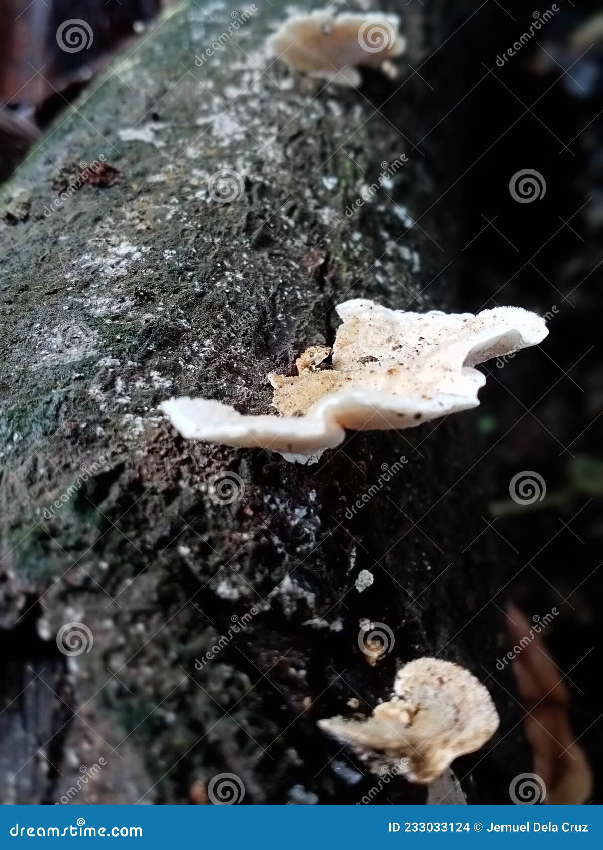 The Decomposer stock photo. Image of kingdoms, decomposition - 233033124