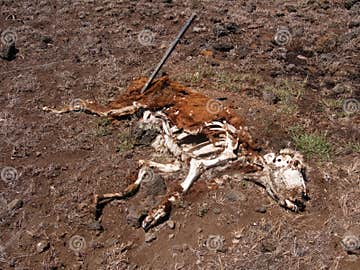 Decomposing Cow stock image. Image of skull, head, heat - 30688057