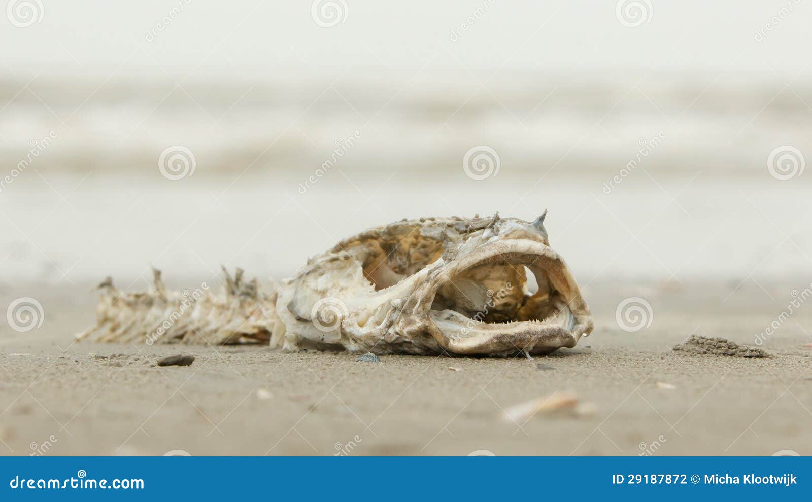 Decomposing Dead Fish Carcass Stock Photo - Image of coastal, body ...