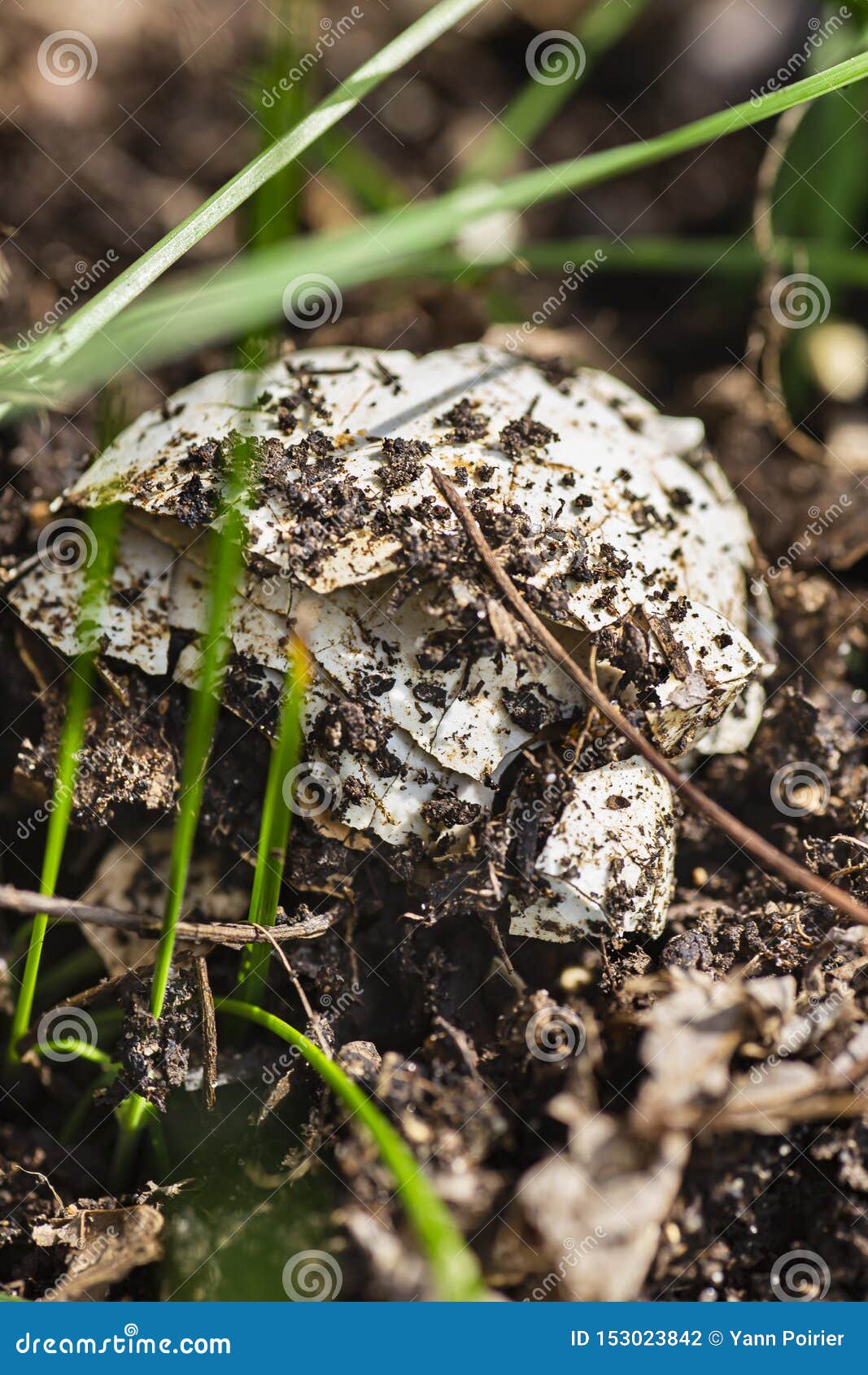 Decomposing egg shell stock photo. Image of natural - 153023842