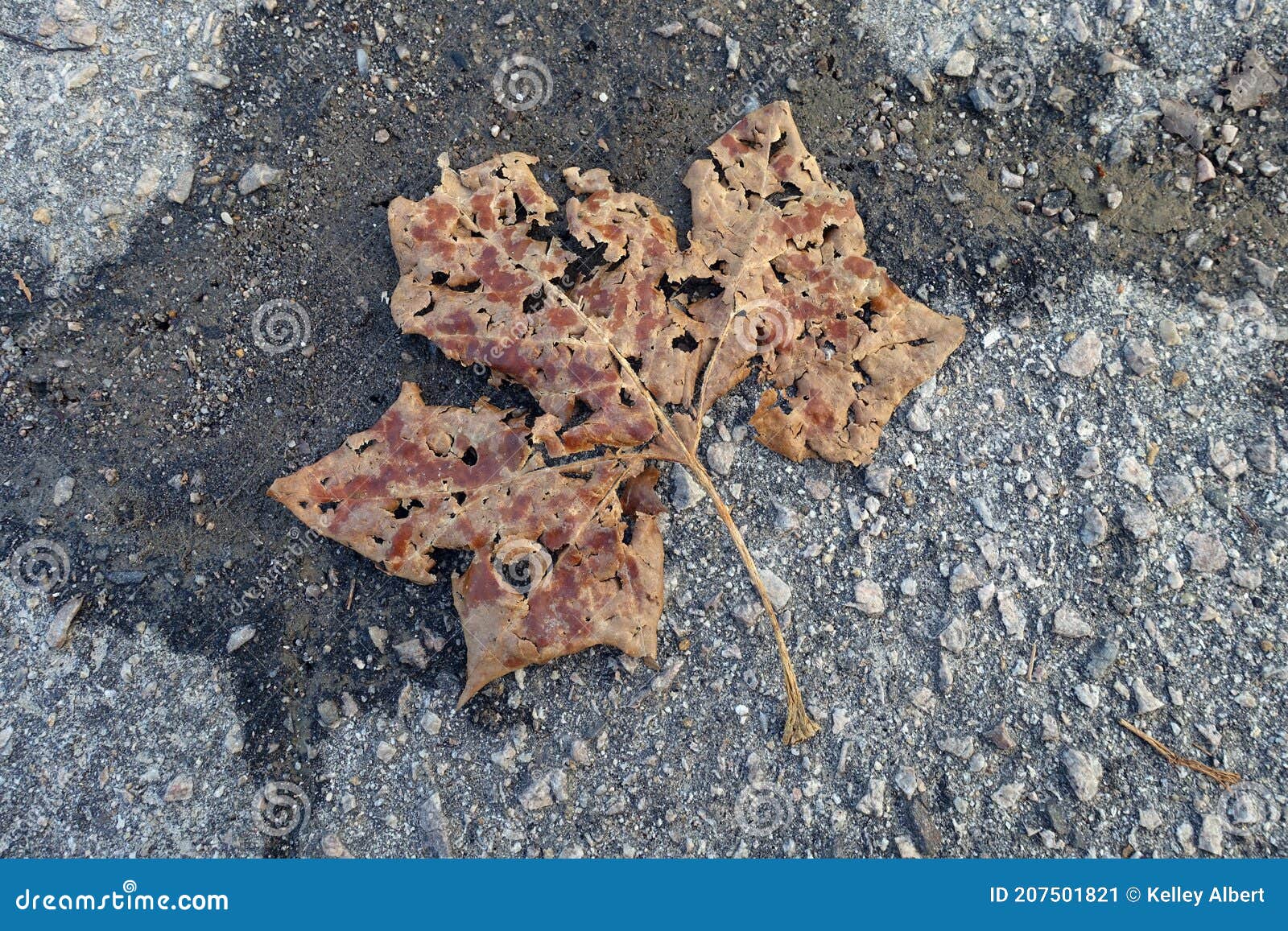 Decomposing Brown Leaf on Pavement Stock Image - Image of macadam ...