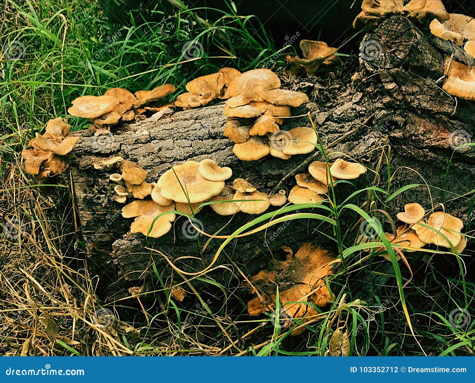 Decomposing organisms stock photo. Image of trunk, mushrooms - 103352712