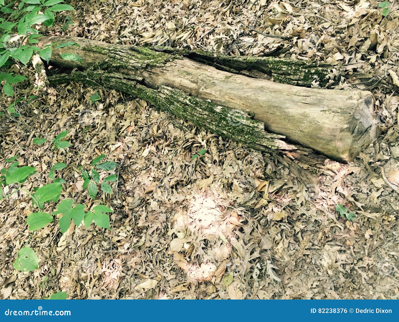 Decomposing ready stock photo. Image of decompose, decomposing - 82238376