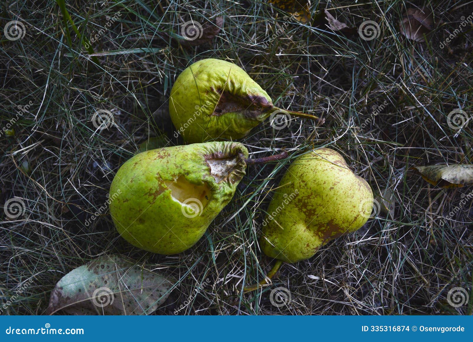 Decomposing Rotten Pears. Rotten Fruit on the Ground. Compost Making ...