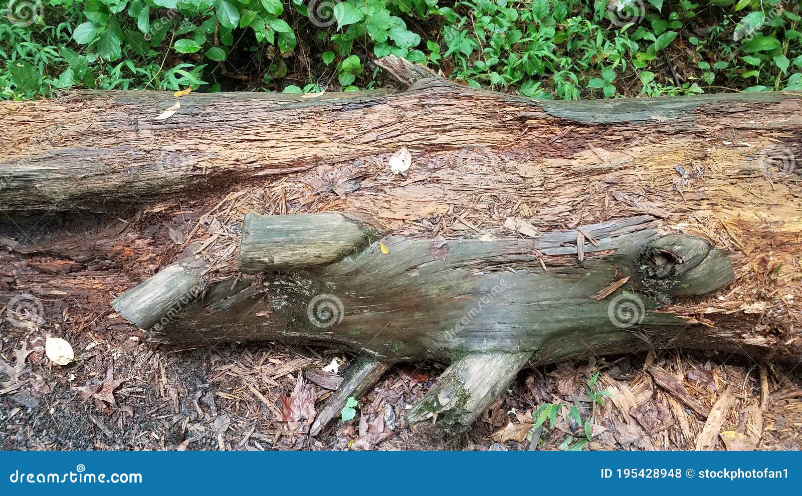Decomposing or Rotting Wood Log or Tree Stock Photo - Image of trunk ...