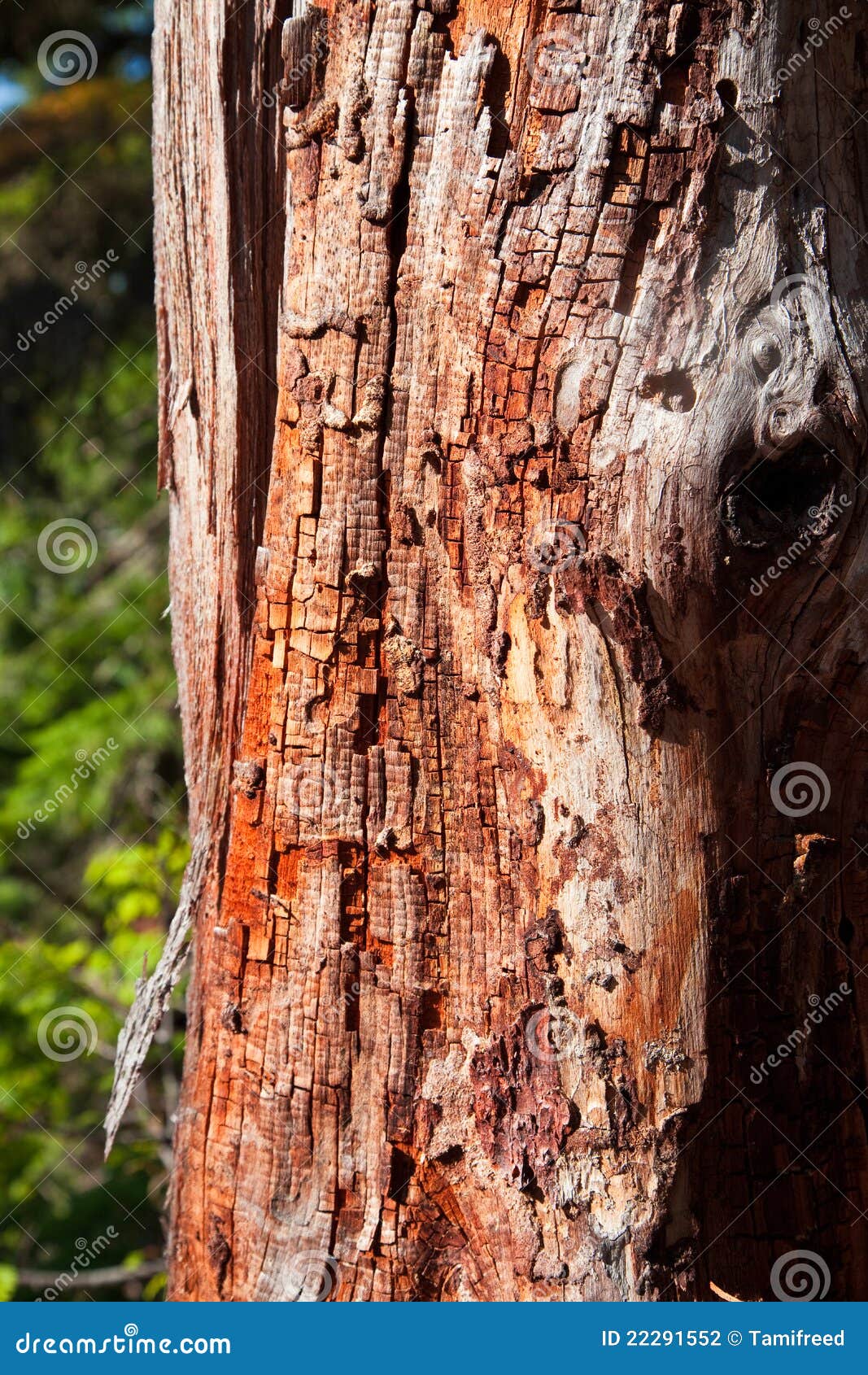 Decomposing Tree Stock Photography - Image: 22291552